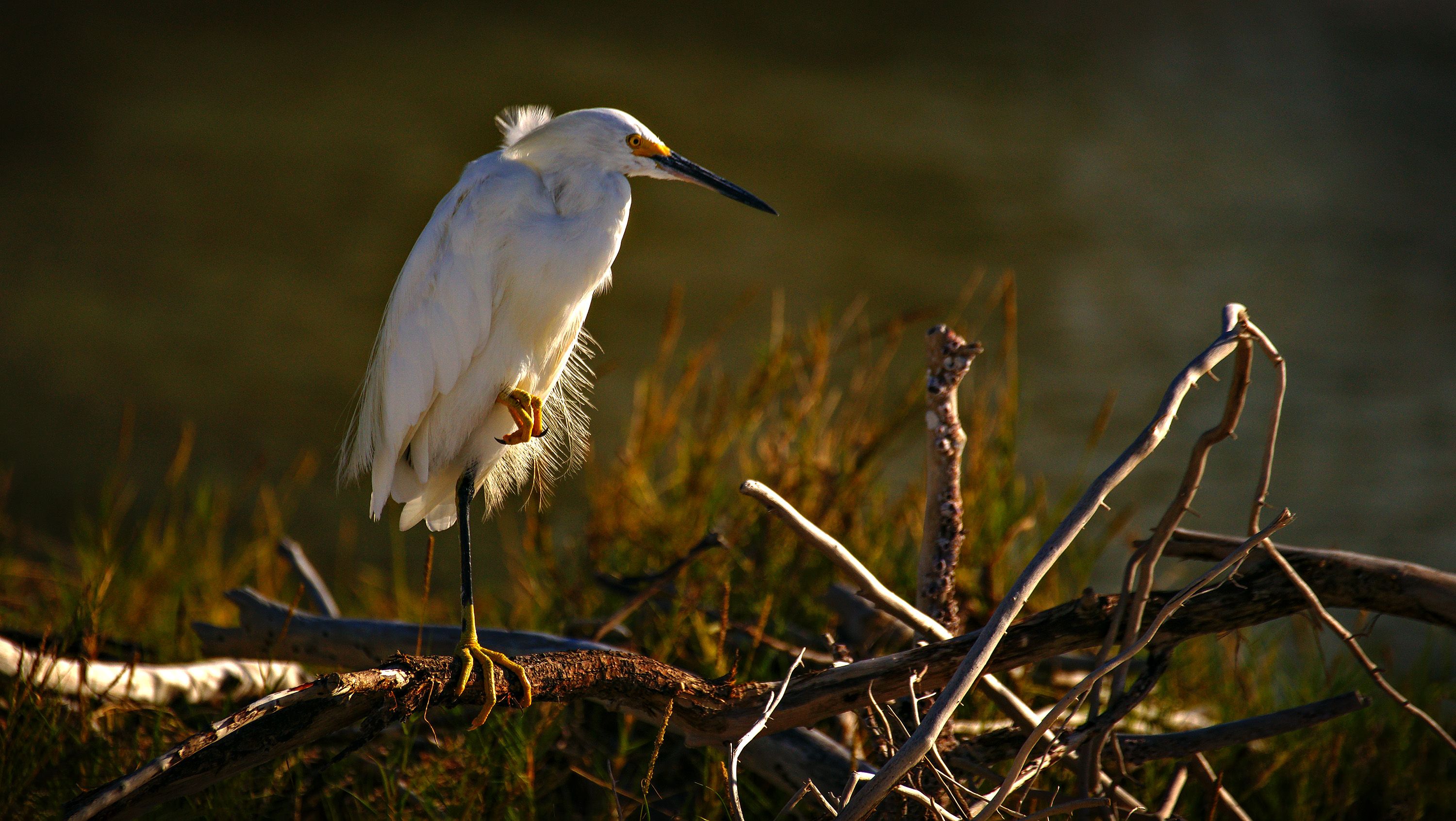 White Bird on the Tree Branch · Free Stock Photo