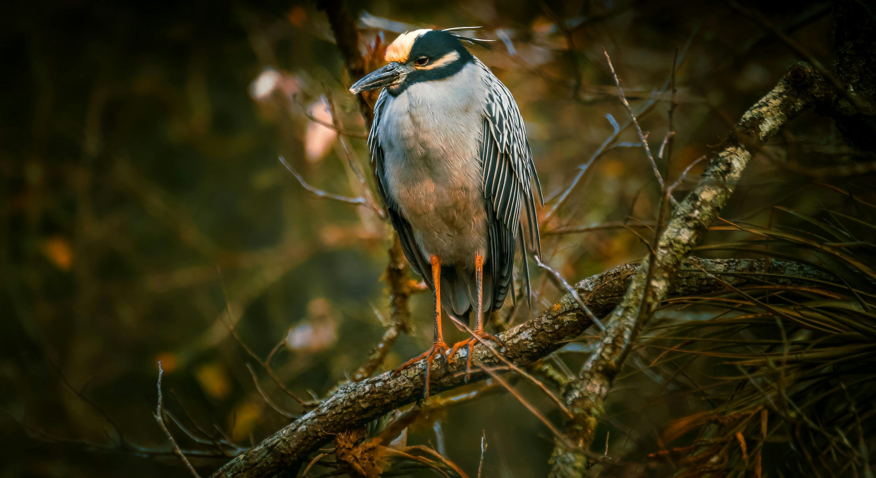 Brown Bird Clinging in the Tree · Free Stock Photo