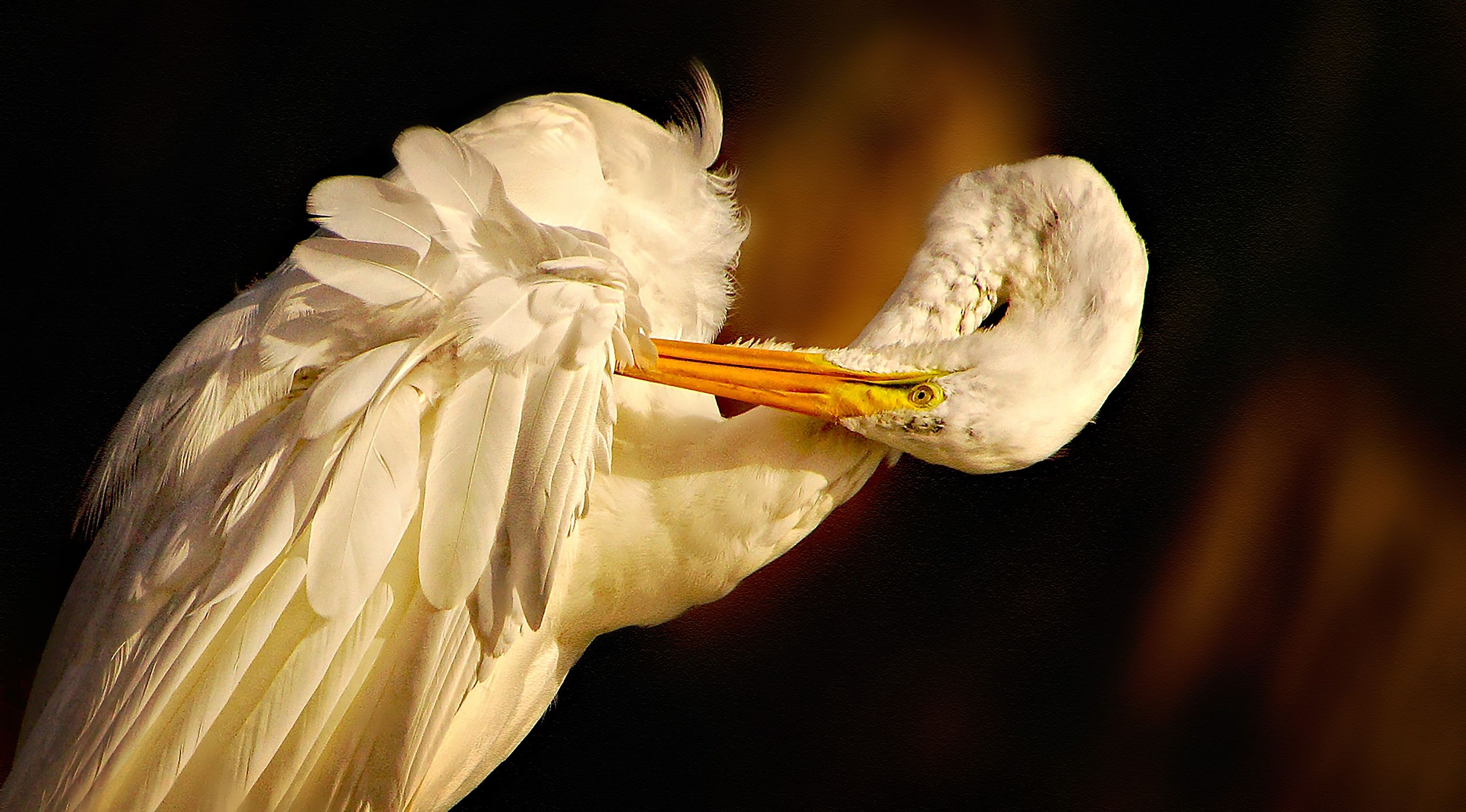 Photo of a White Great Egret Bird · Free Stock Photo