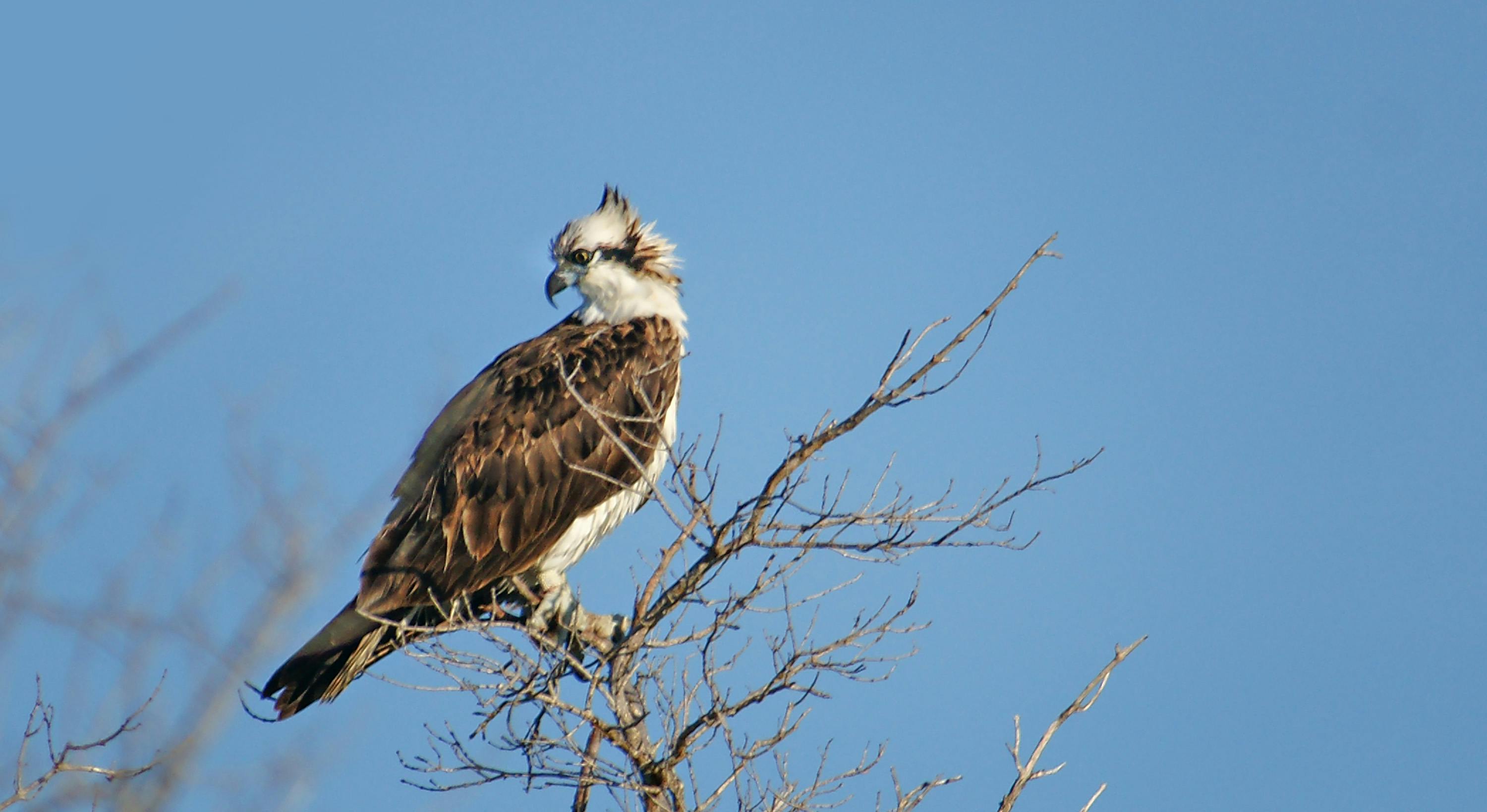 A Hawk Catching a Fish · Free Stock Photo