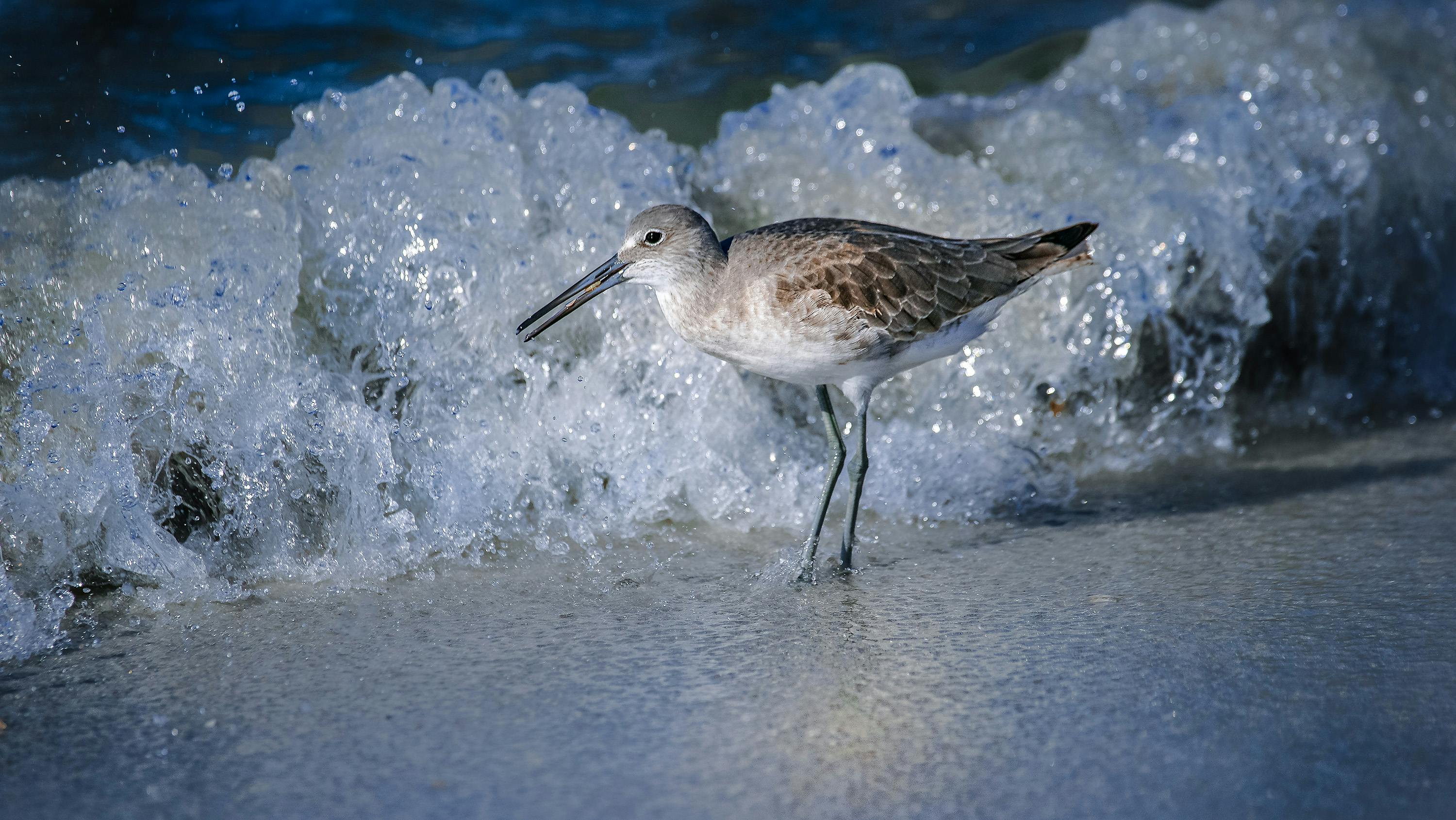 Willets Photos, Download The BEST Free Willets Stock Photos & HD Images