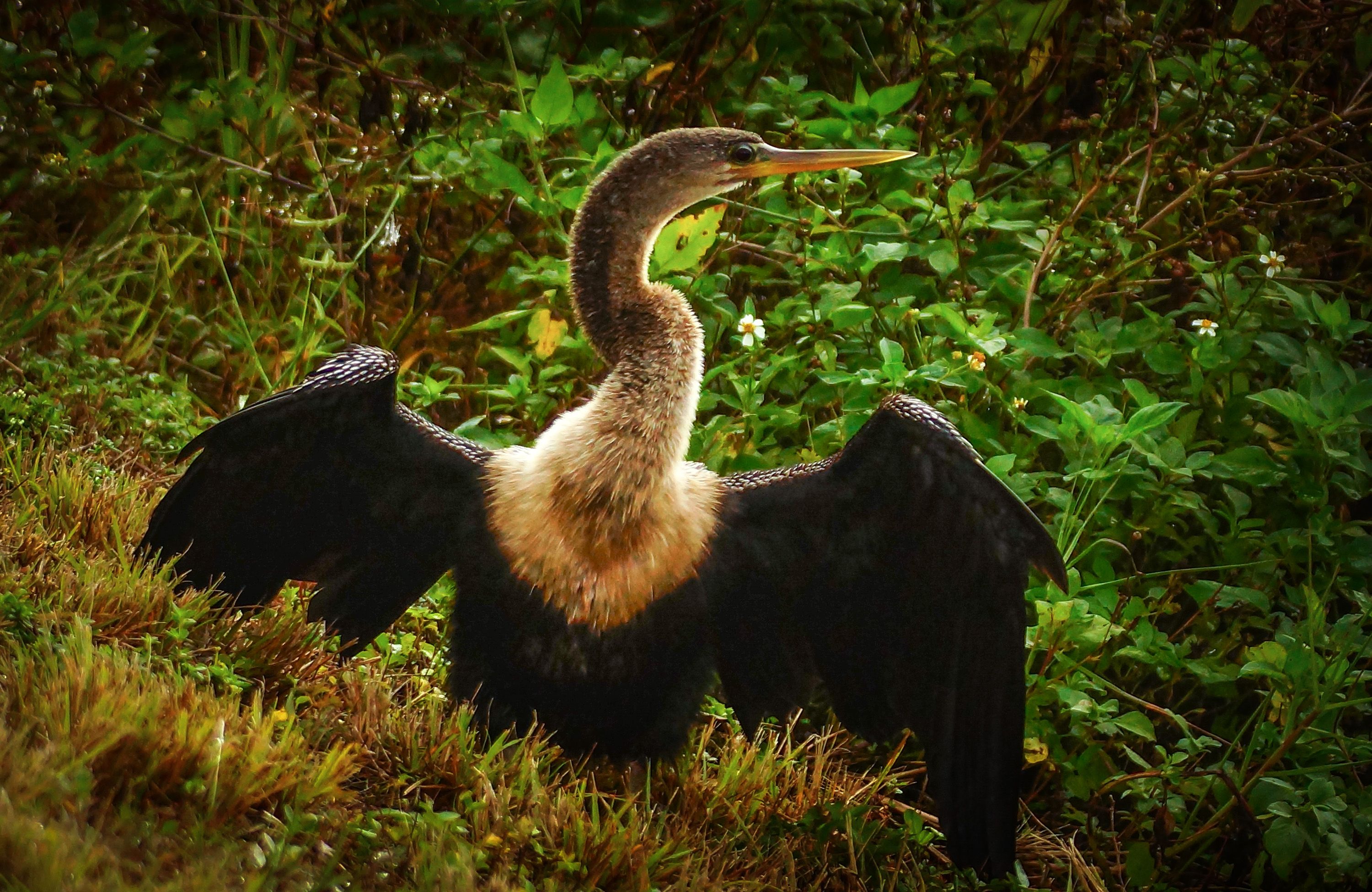 Anhingas Photos, Download The BEST Free Anhingas Stock Photos & HD Images