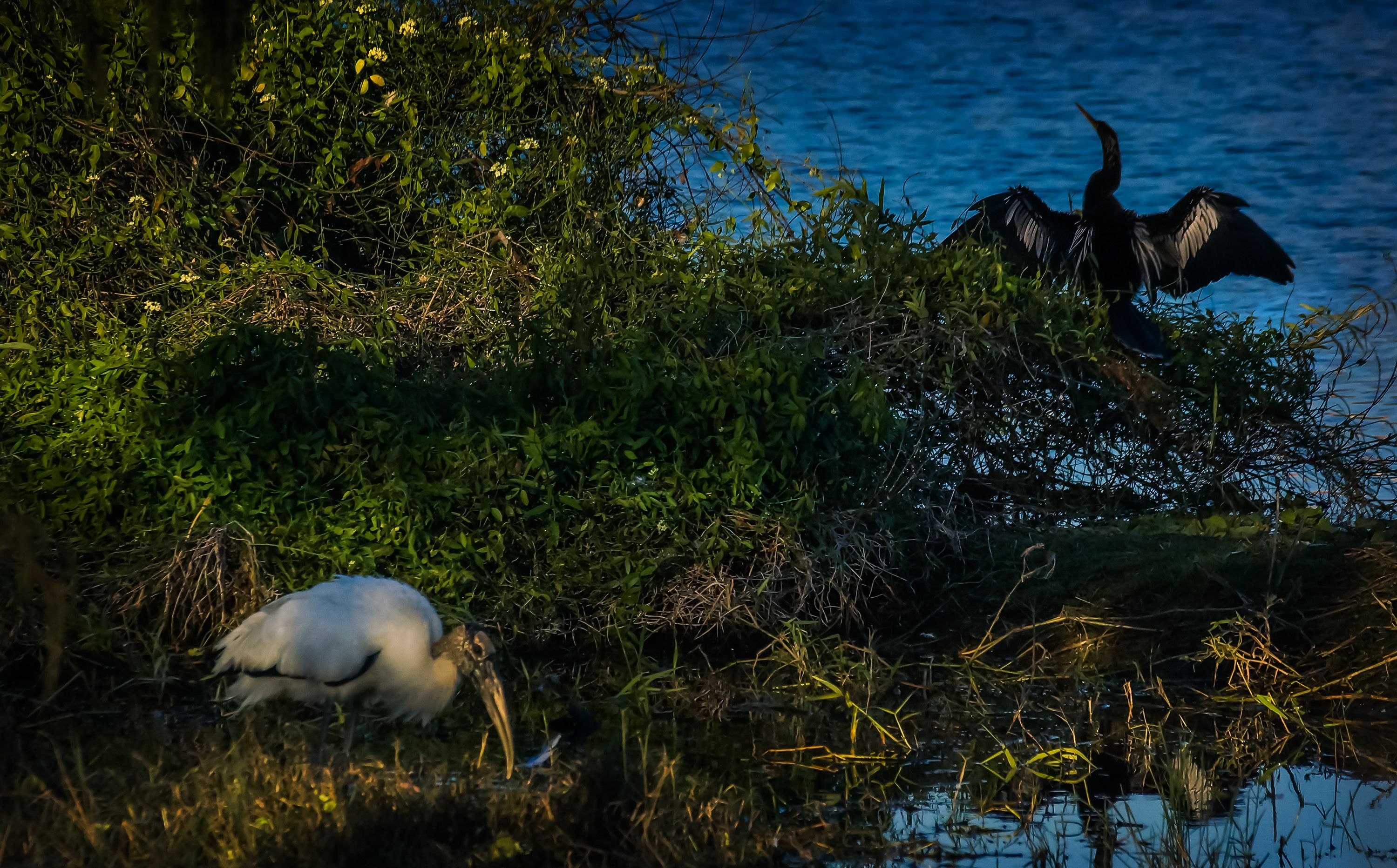 Anhinga Bird Photos, Download Free Anhinga Bird Stock Photos & HD Images