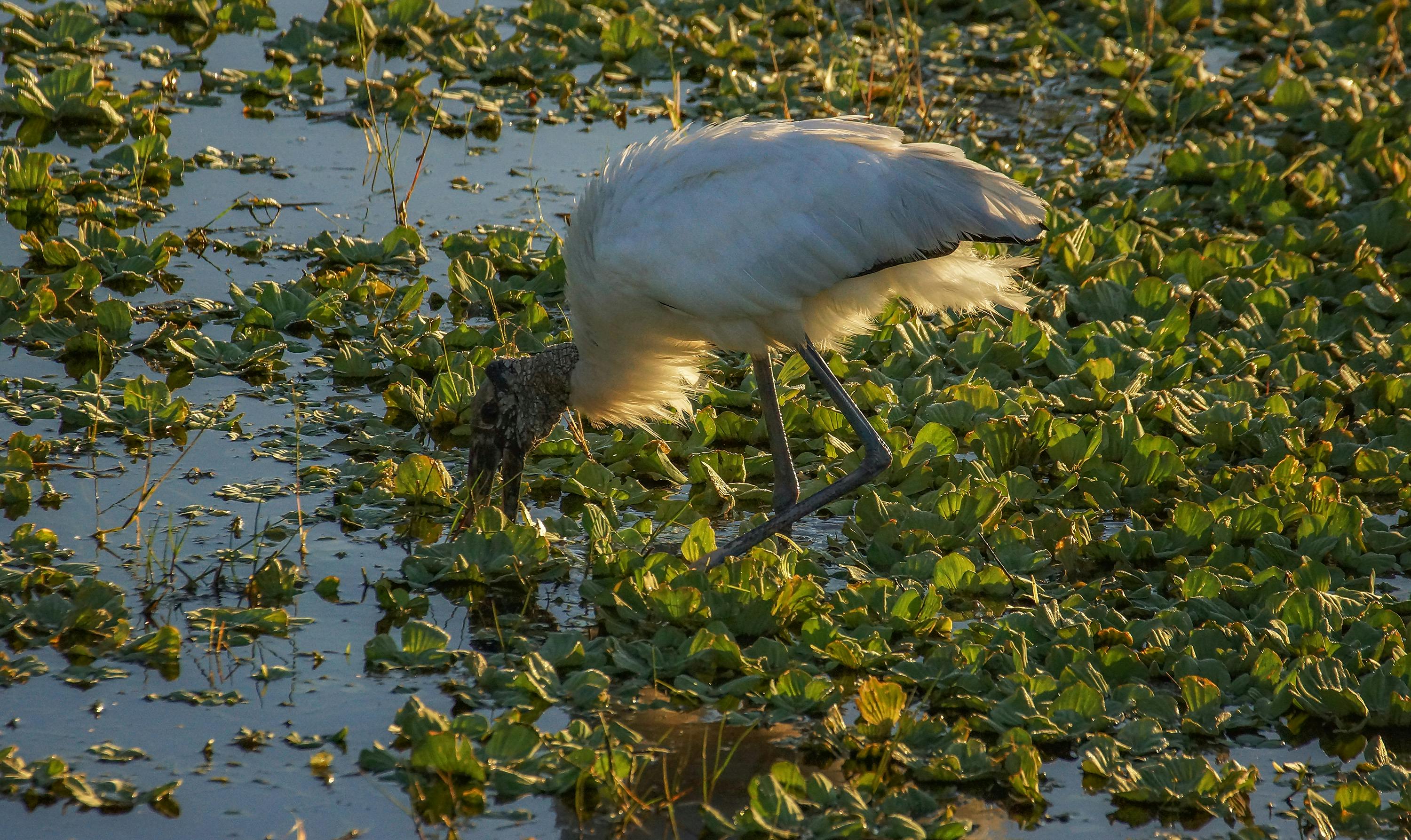 Close-up of a Wood Stork Bird with Its Beak in Water · Free Stock Photo