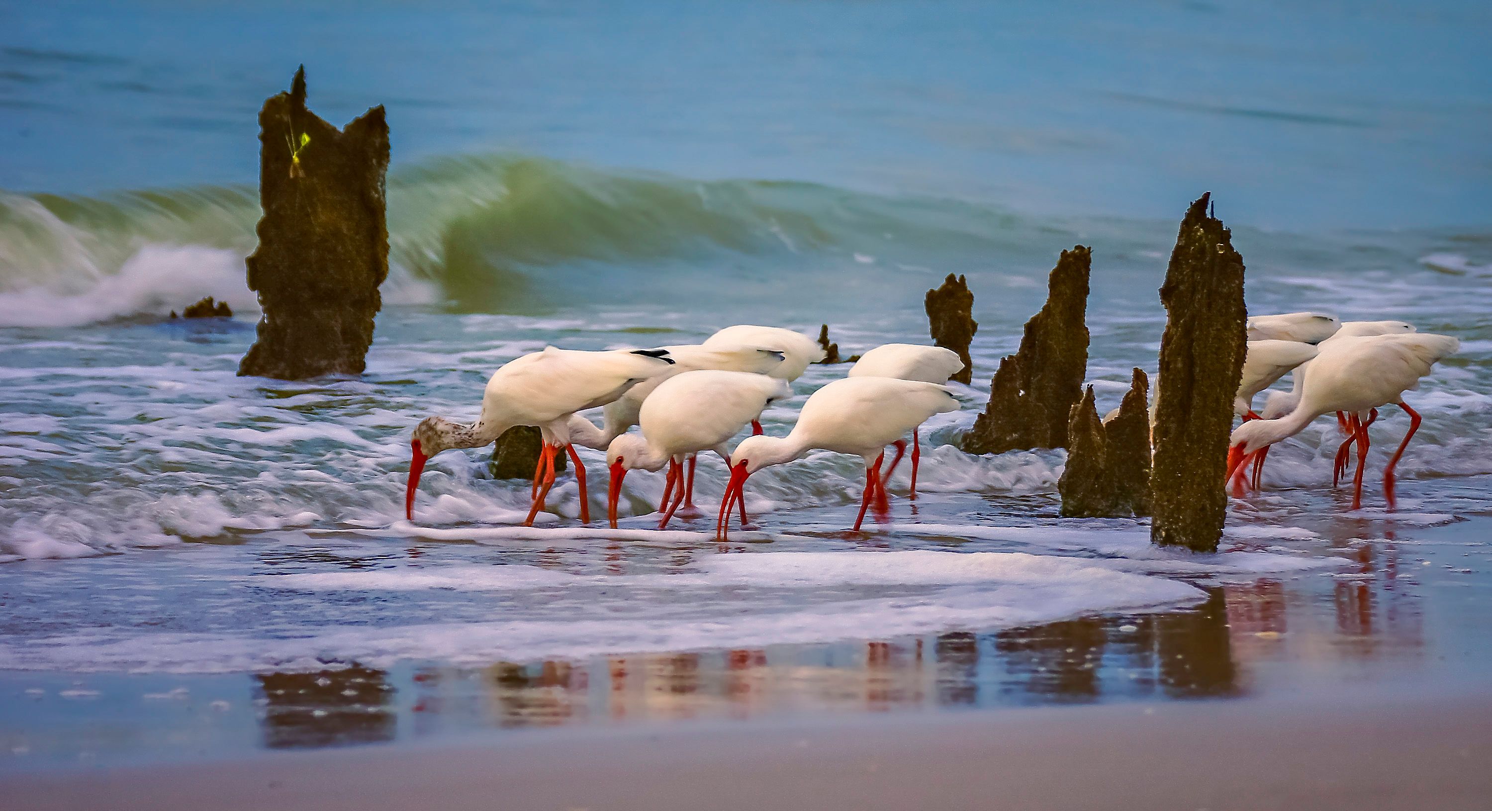 Birds by the Sea · Free Stock Photo