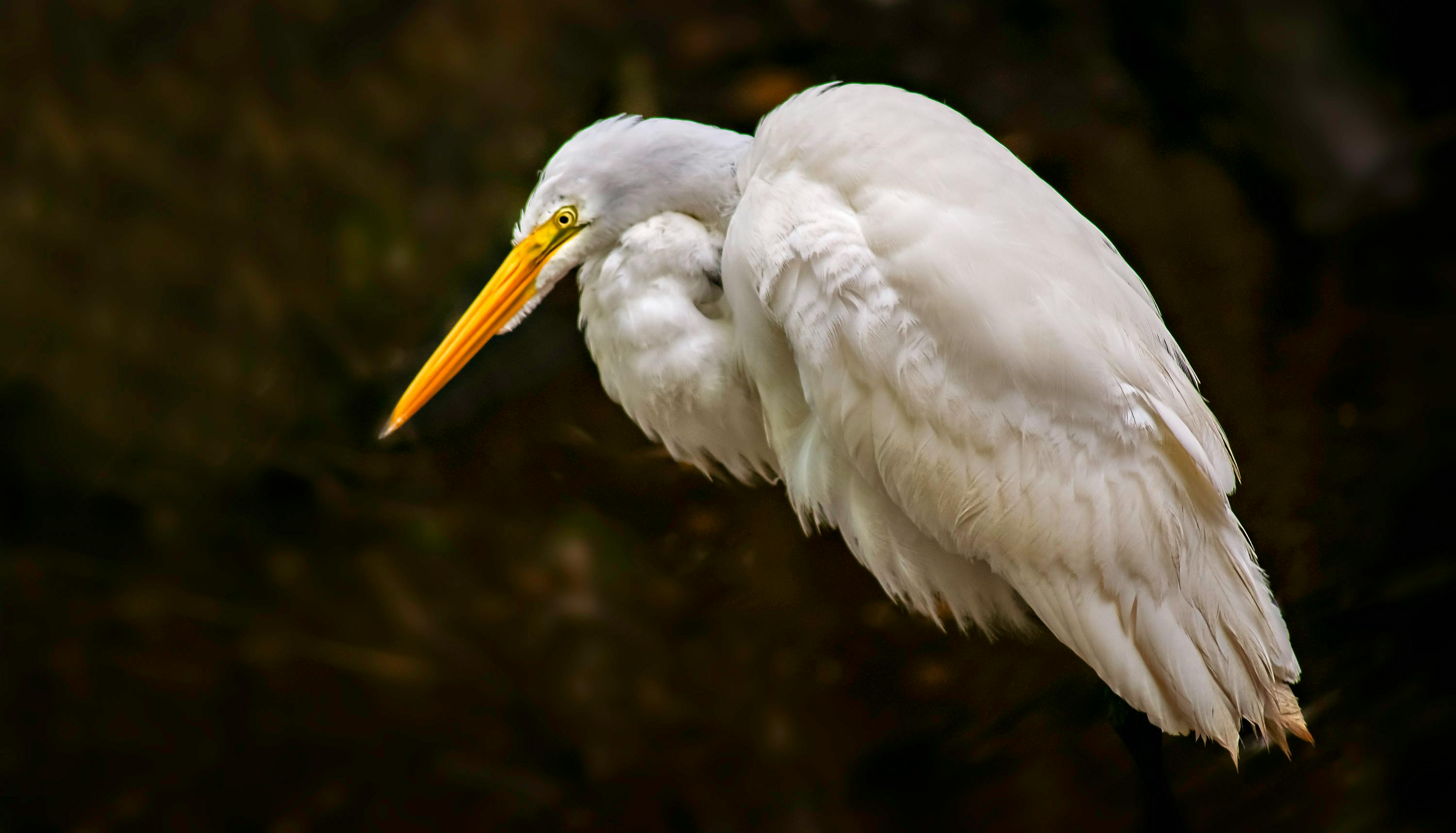 Photo of a White Great Egret Bird · Free Stock Photo