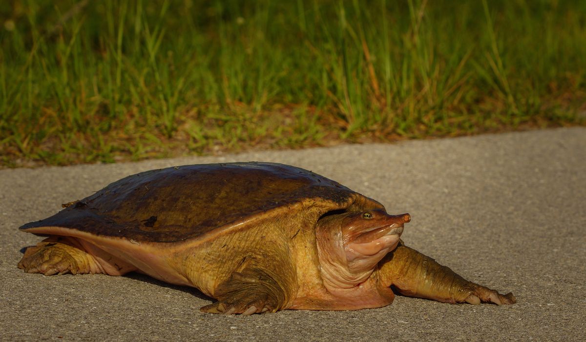 Asiatic Softshell Turtle: Facts, Habitat, and Care