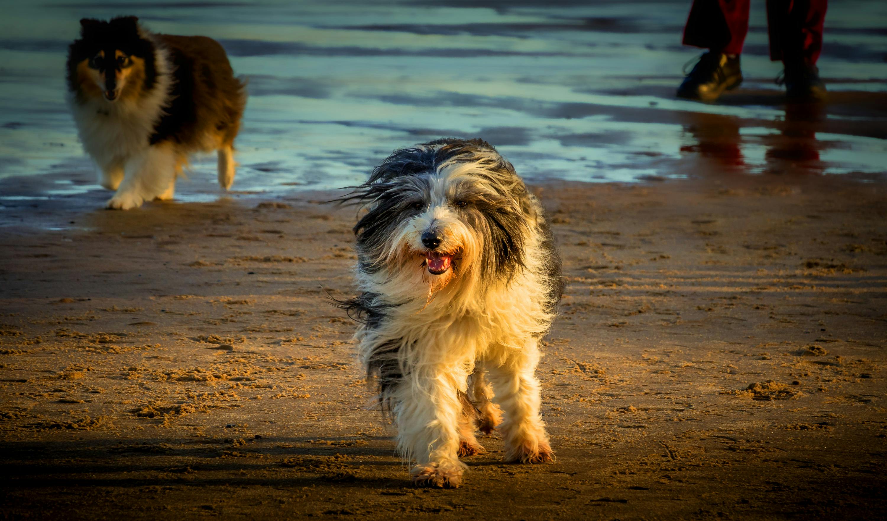 Photo of Dog Walking on Beach · Free Stock Photo