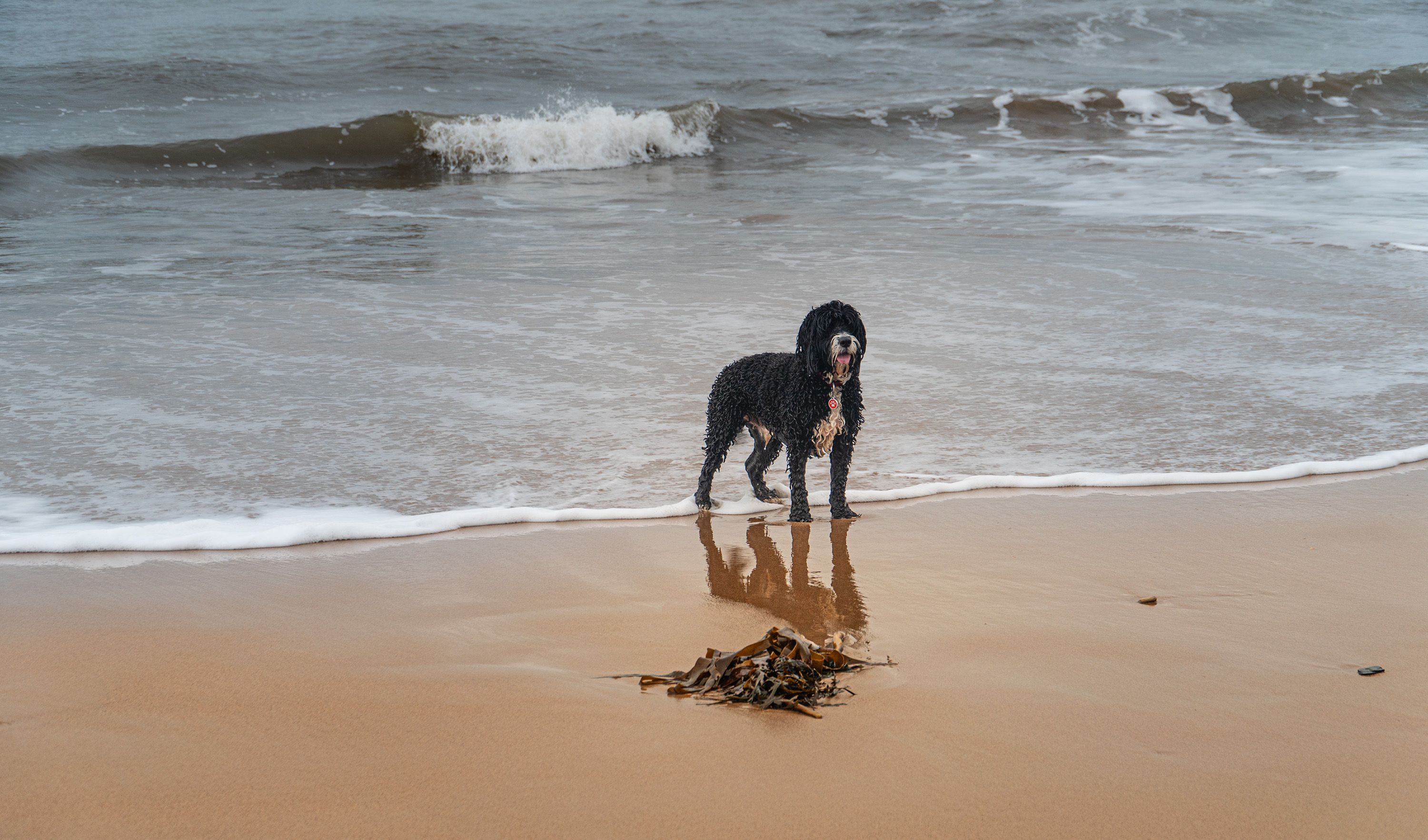 Wet dog Standing on a Beach · Free Stock Photo