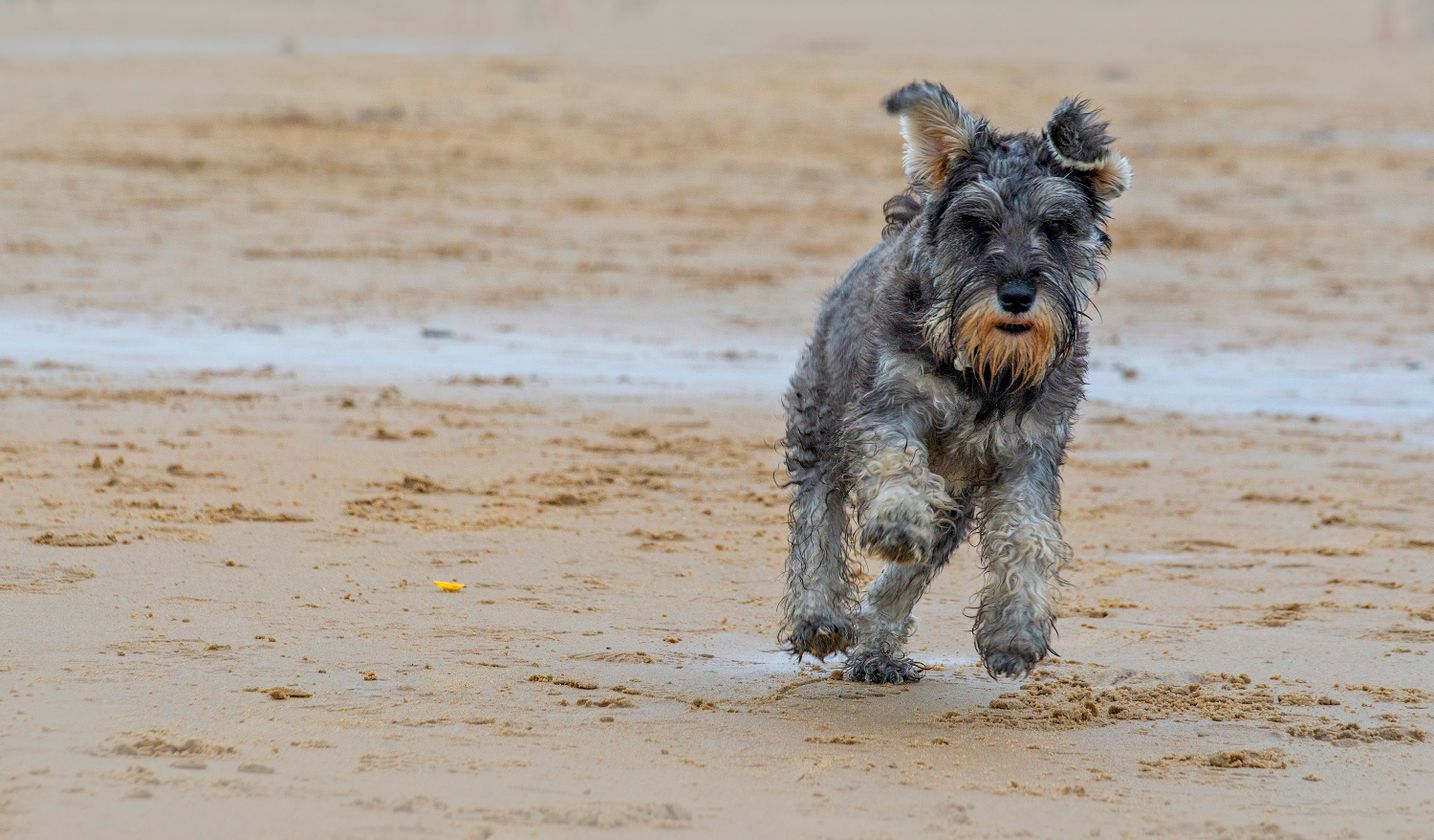 Where Can I Buy a Sable Pet? [Comprehensive Answer] - Nahf.org