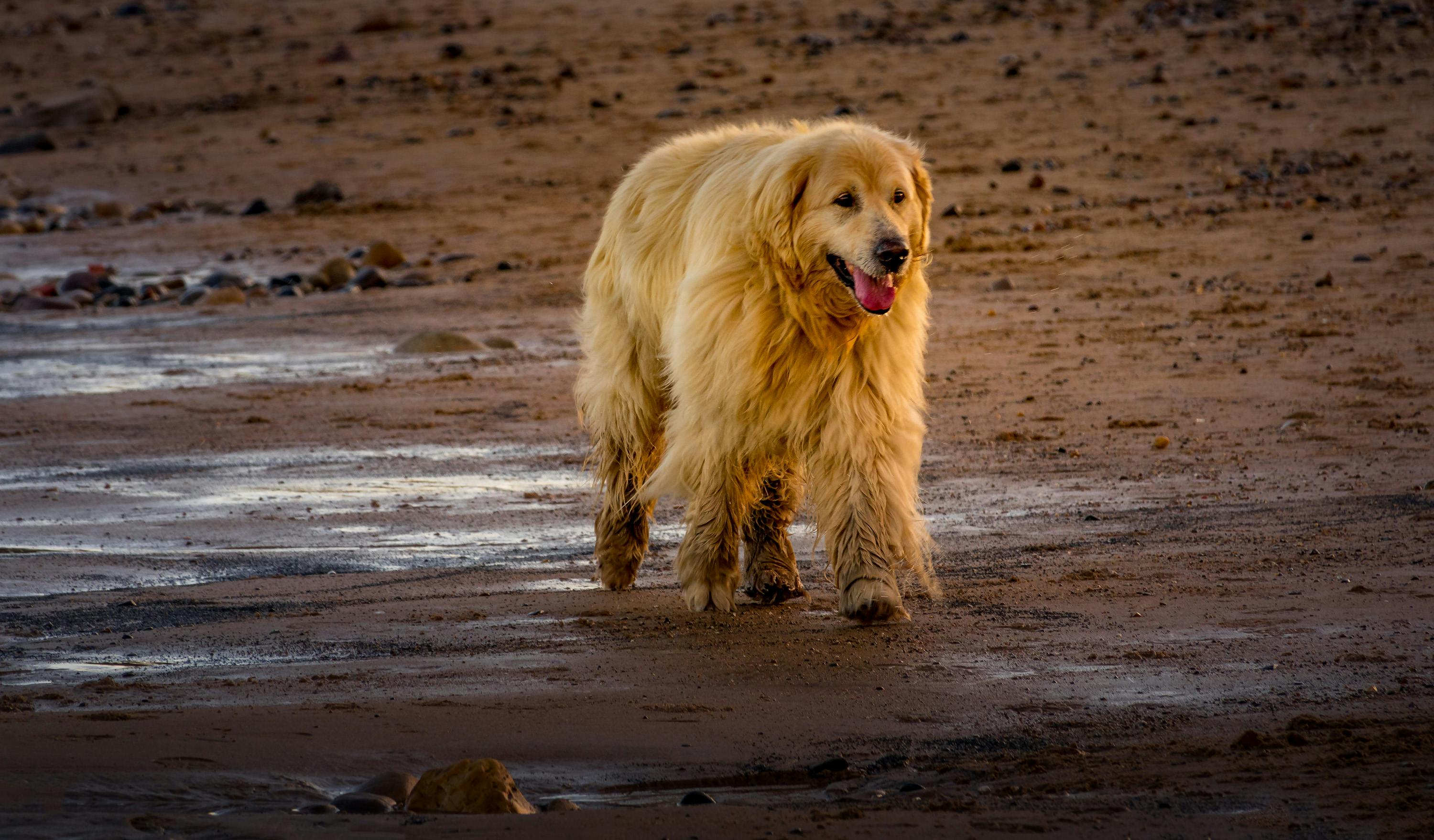 Cute Little Dog Running · Free Stock Photo