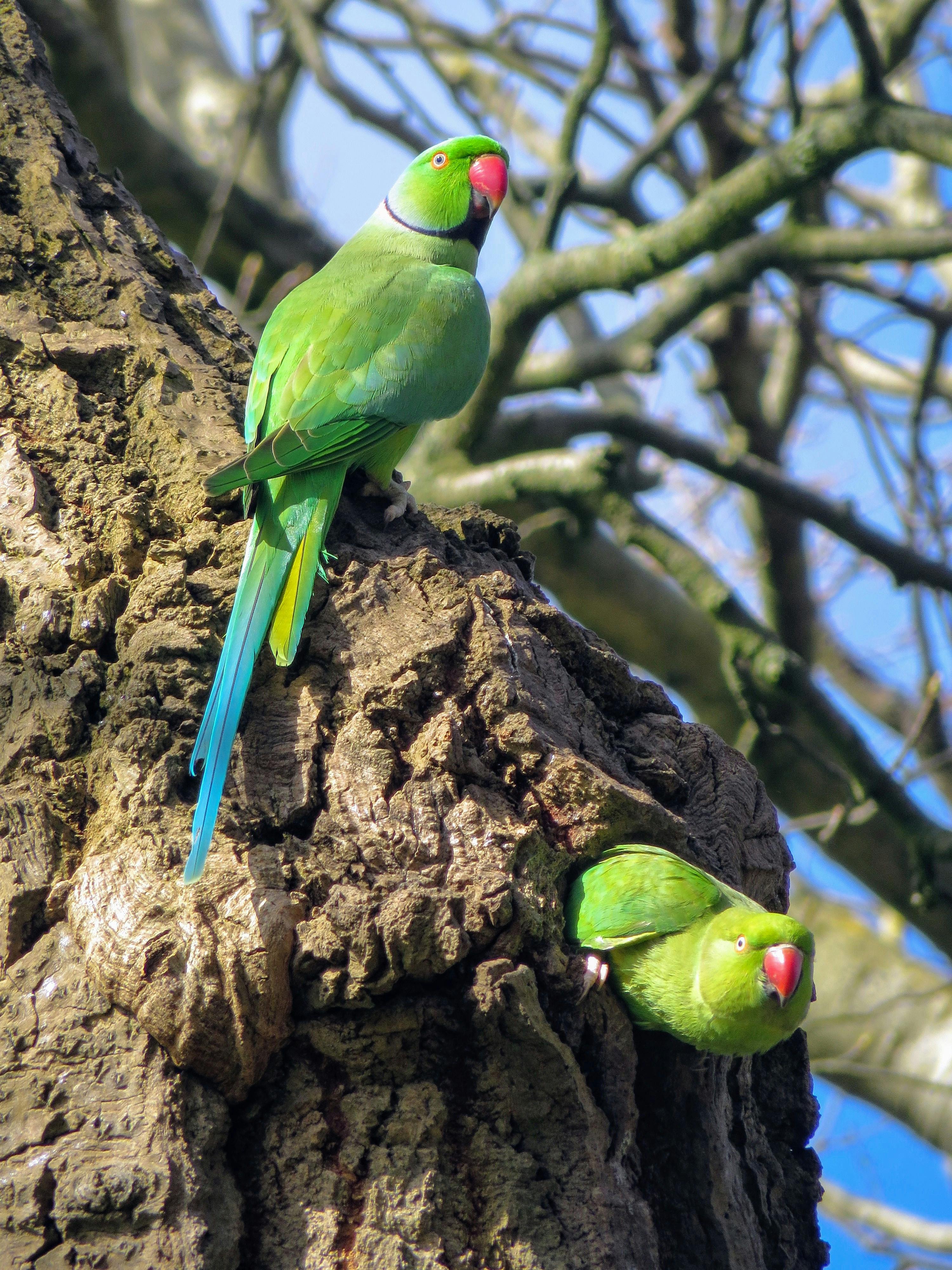 Rose-ring Parakeet · Free Stock Photo