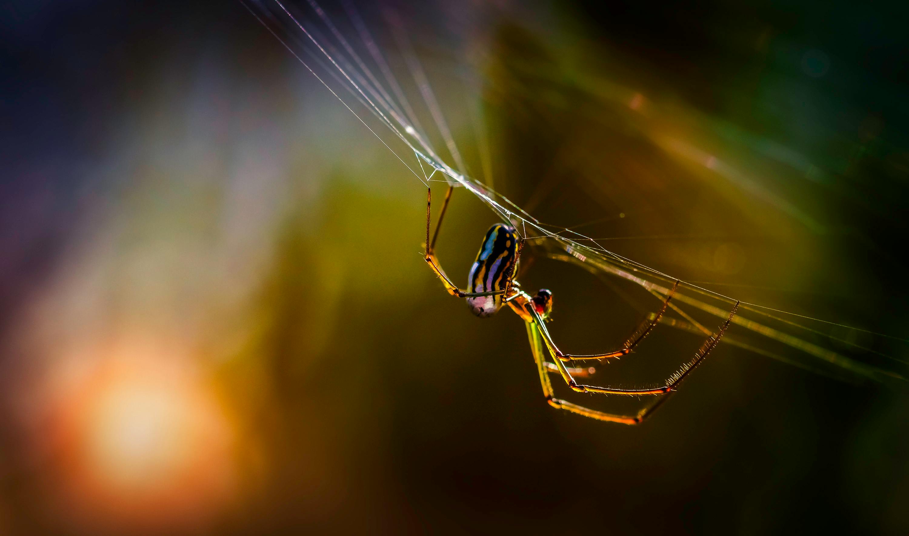 Close up of a Spider · Free Stock Photo