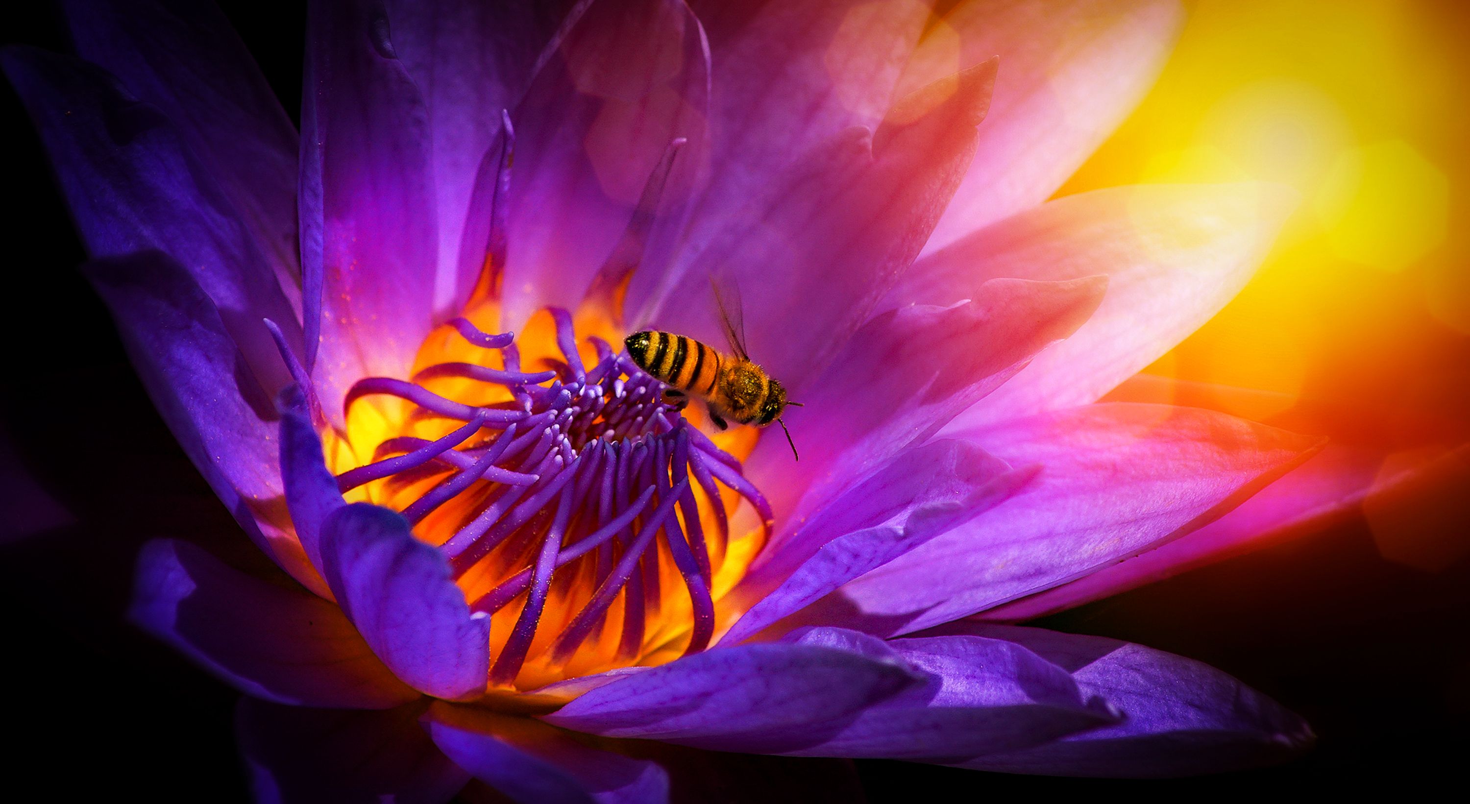Close up of a Flower with a Bee · Free Stock Photo