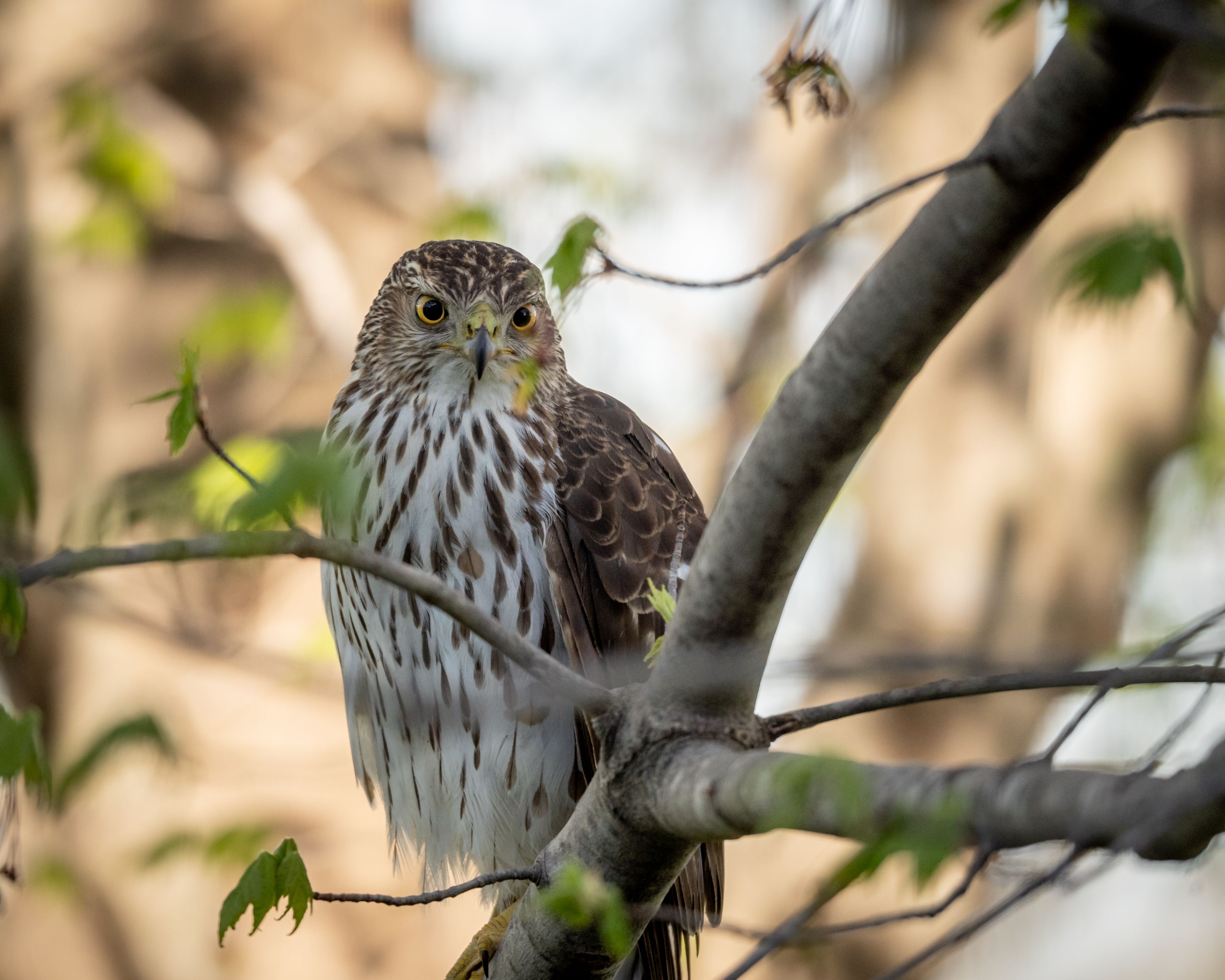 Close-up Photo of Brown Peregrine Falcon · Free Stock Photo