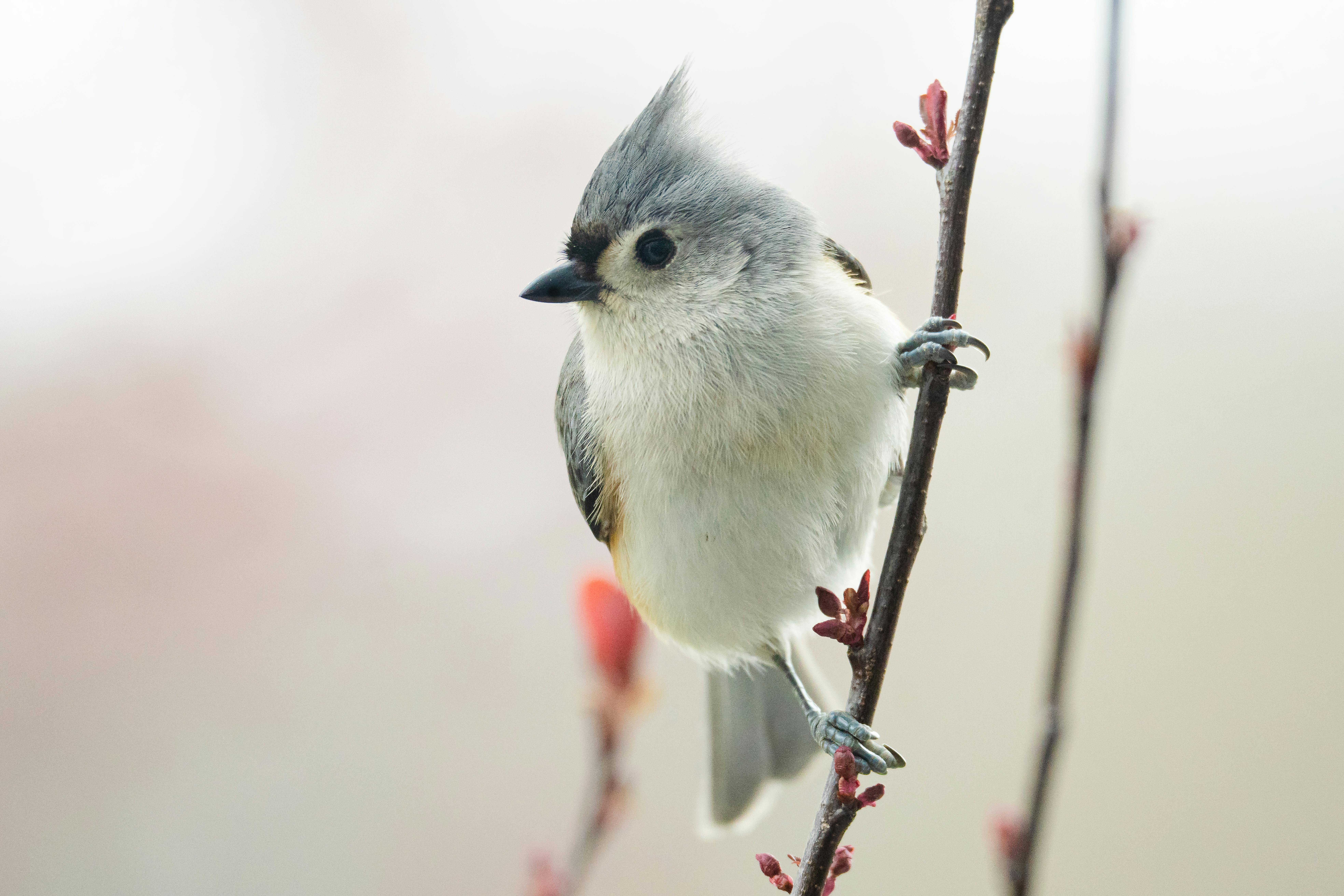 White and Gray Bird on Brown Tree Branch · Free Stock Photo