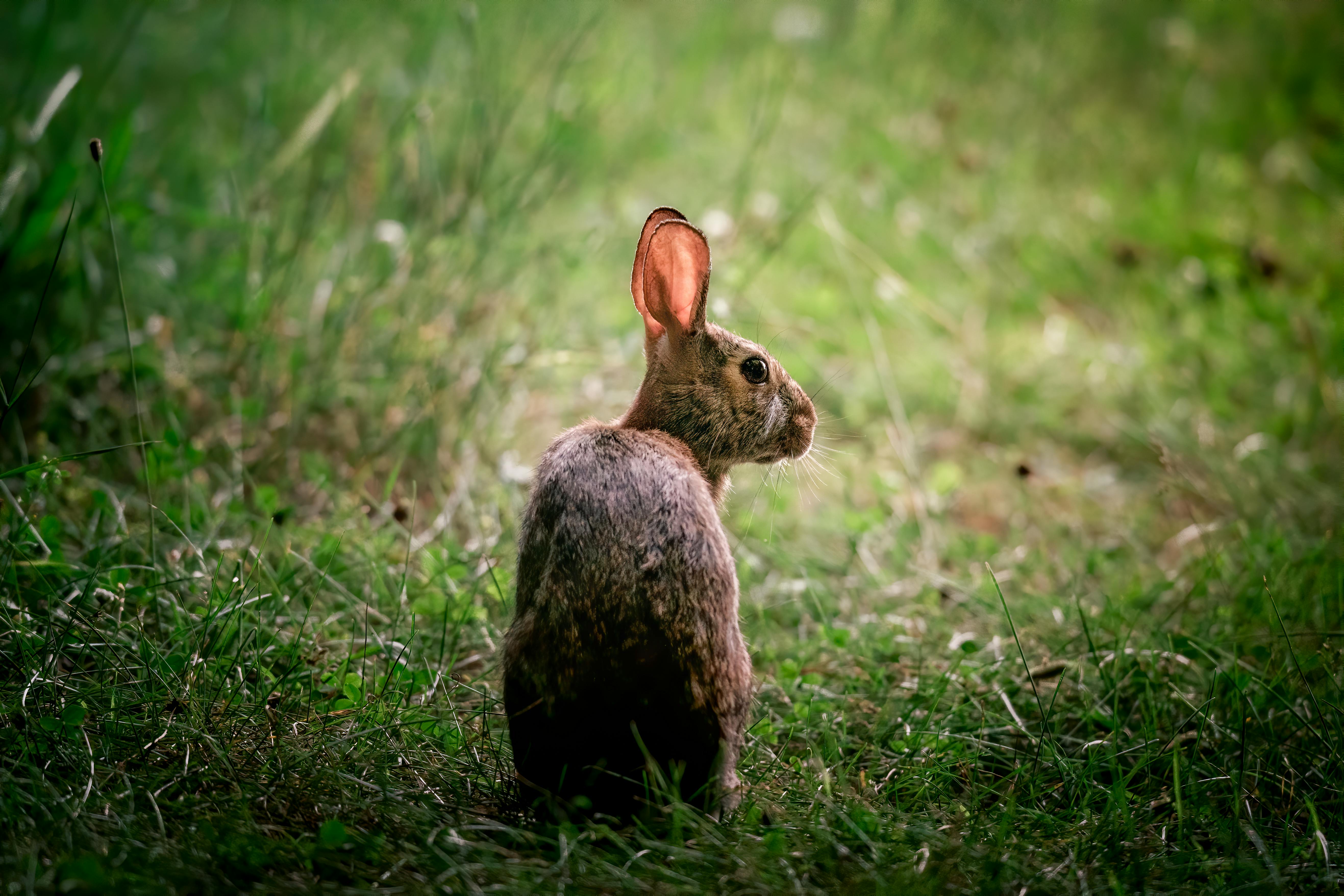 Brown Rabbit on Green Grass · Free Stock Photo