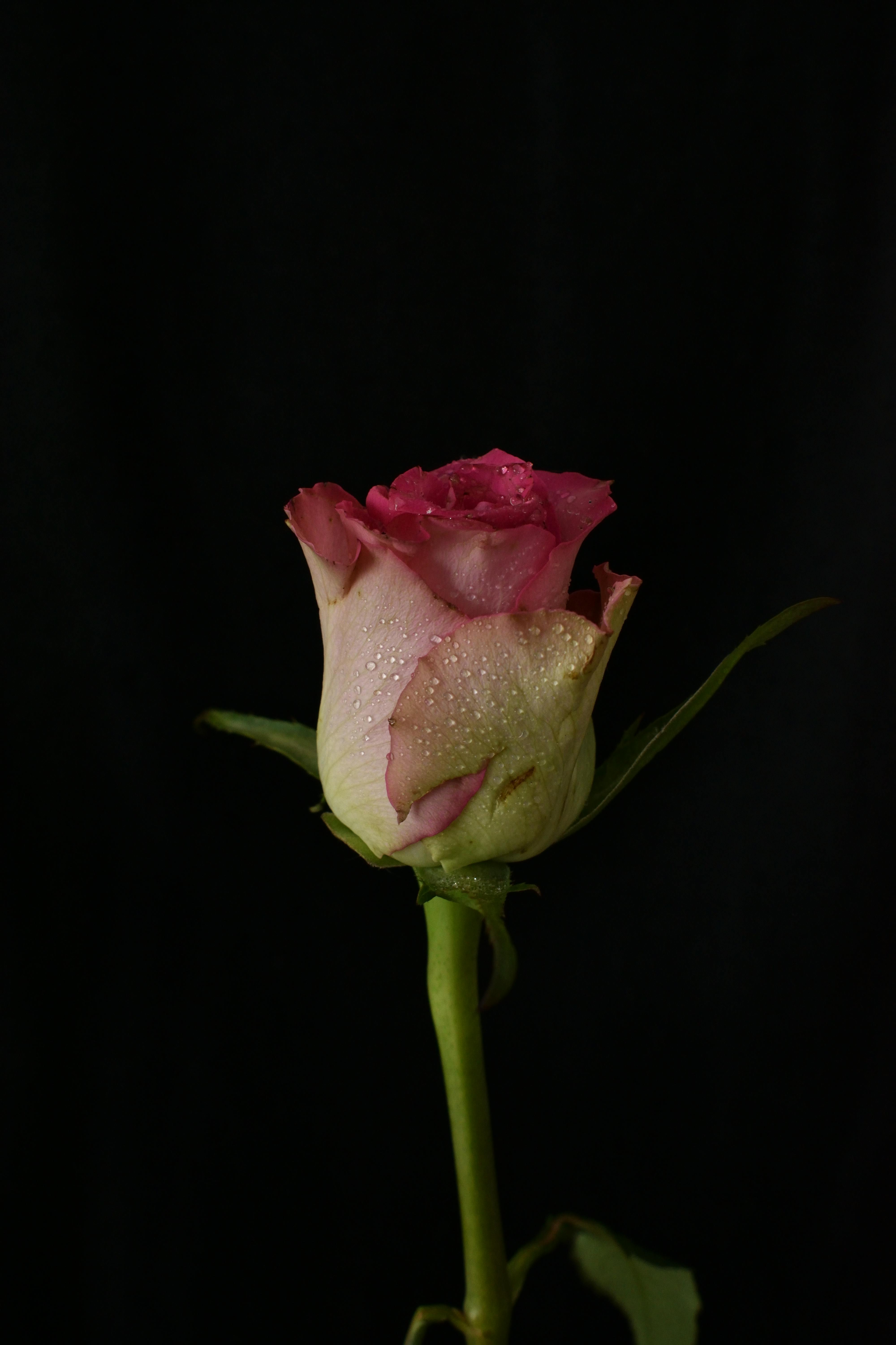 20,000+ Best Pink Rose Photos · 100% Free Download · Pexels Stock Photos