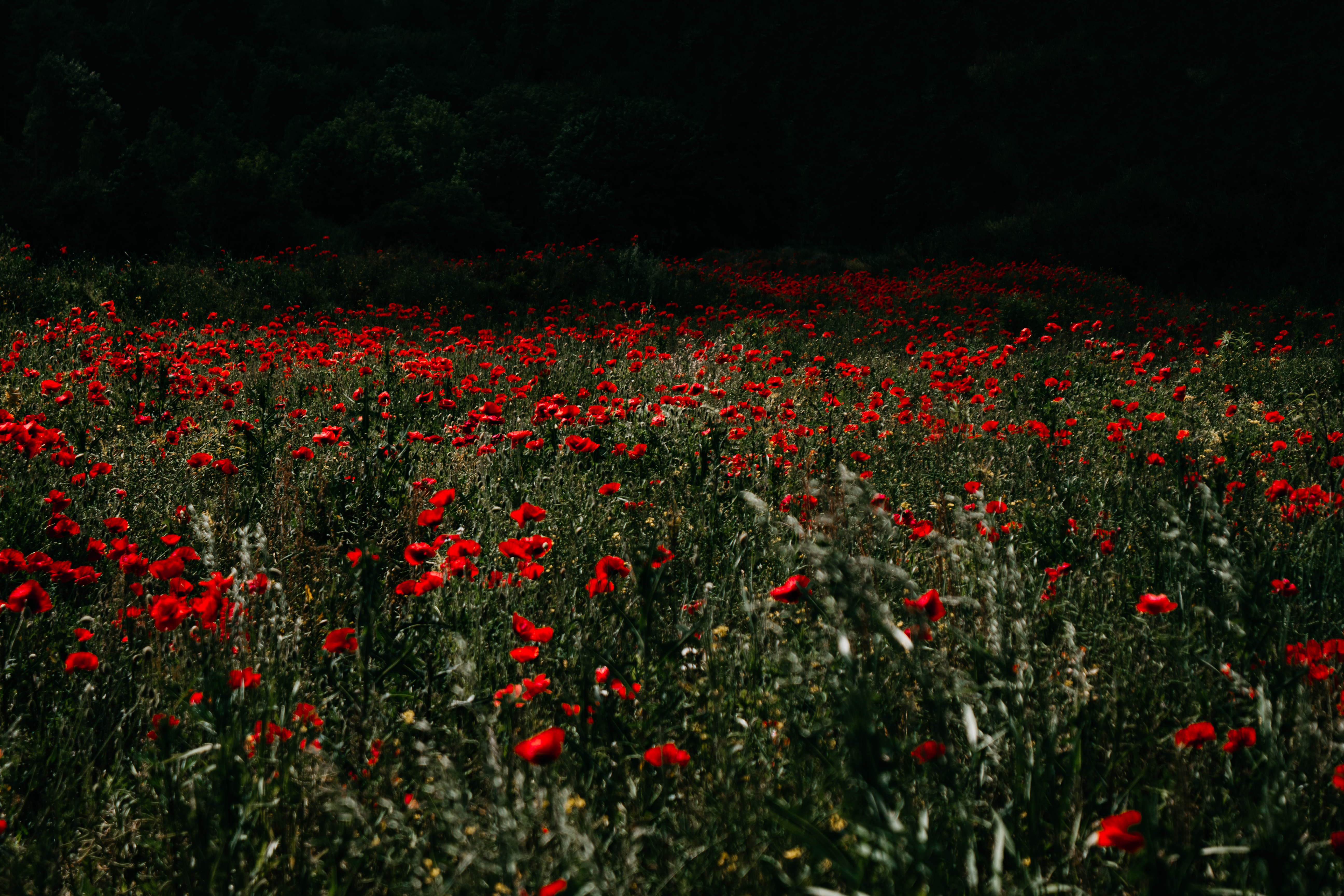 Free stock photo of abstract photo, alone, beautiful flower