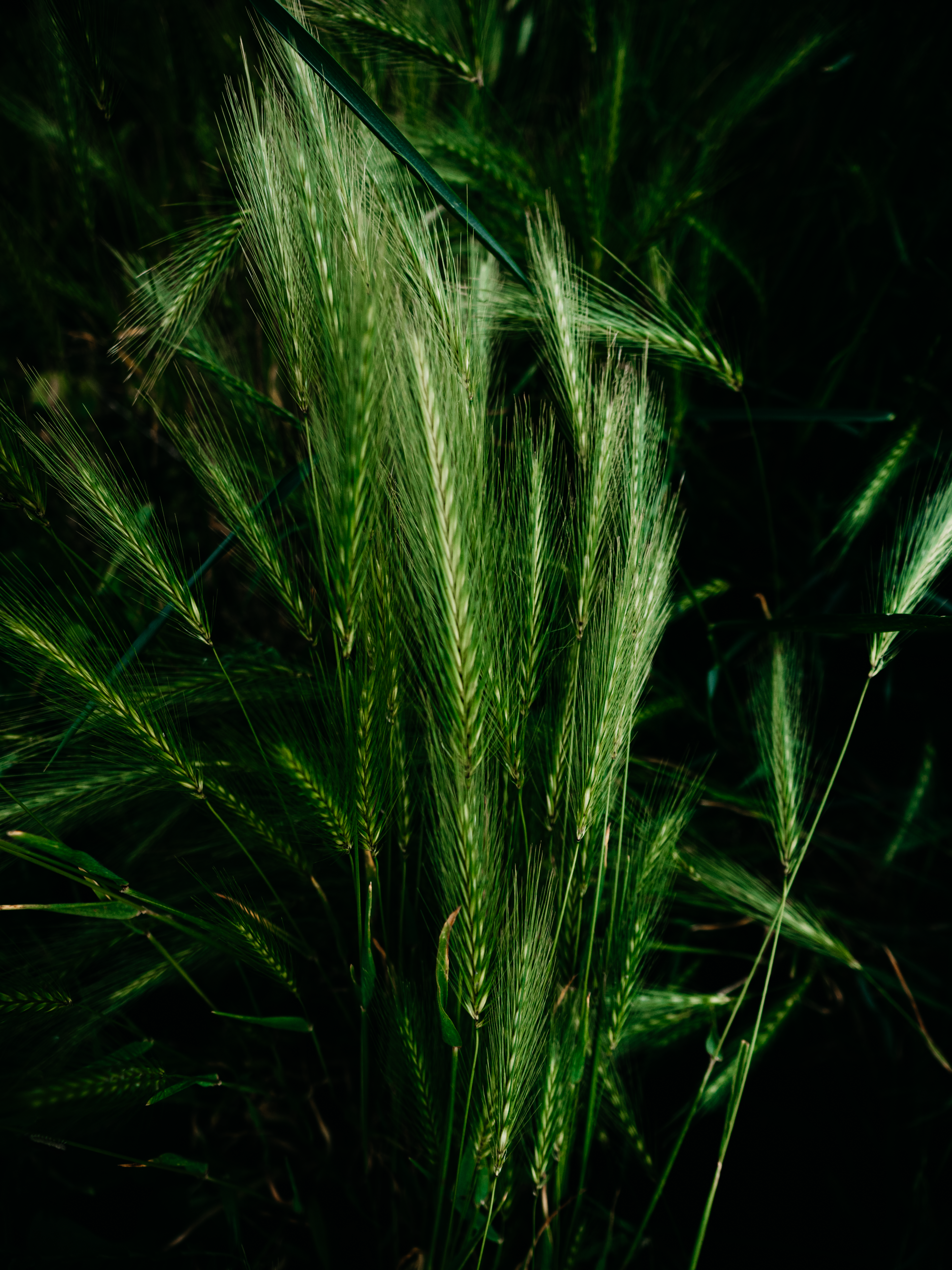 Close up of Barley · Free Stock Photo