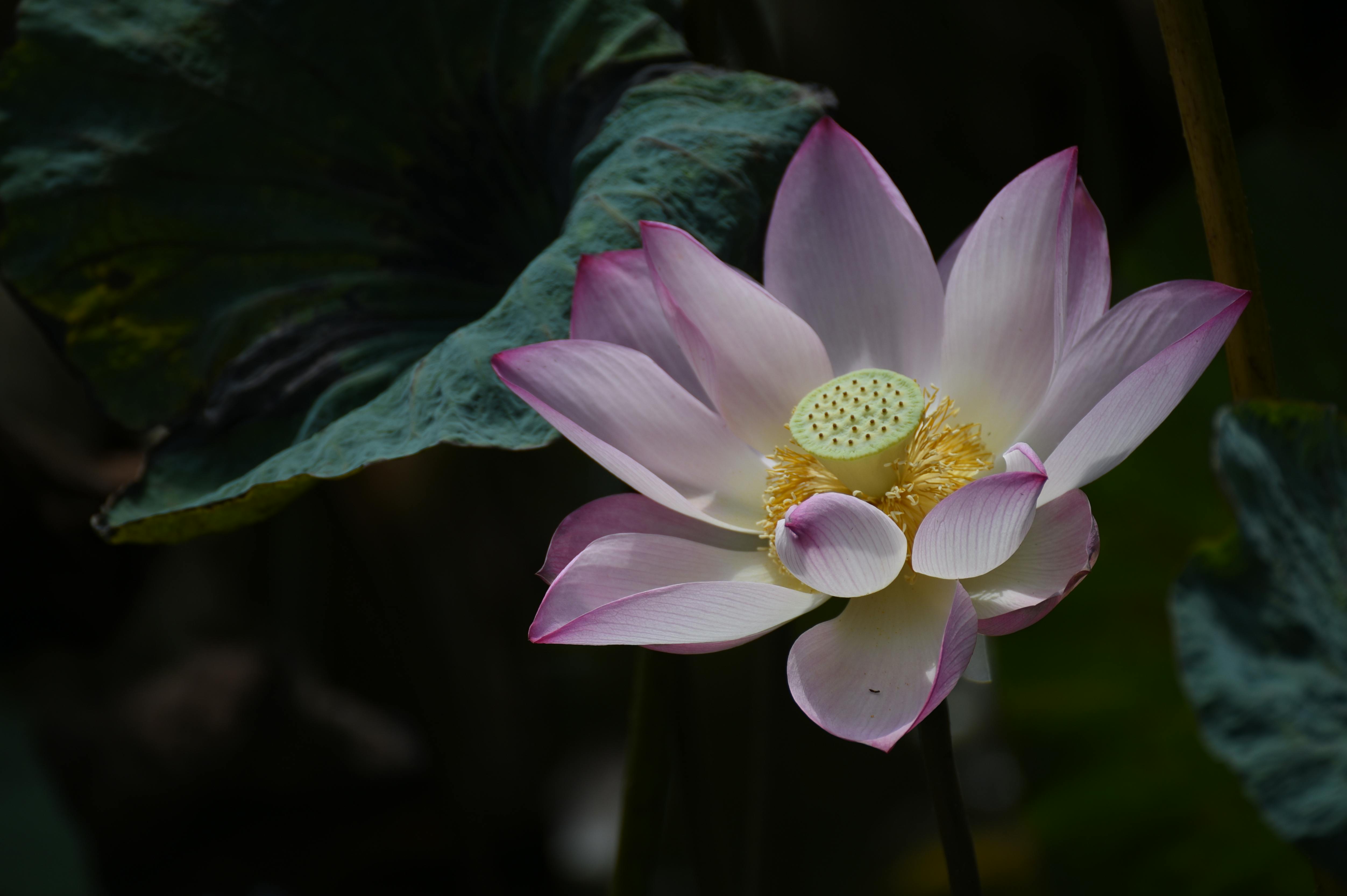 Samson Lee - Photography