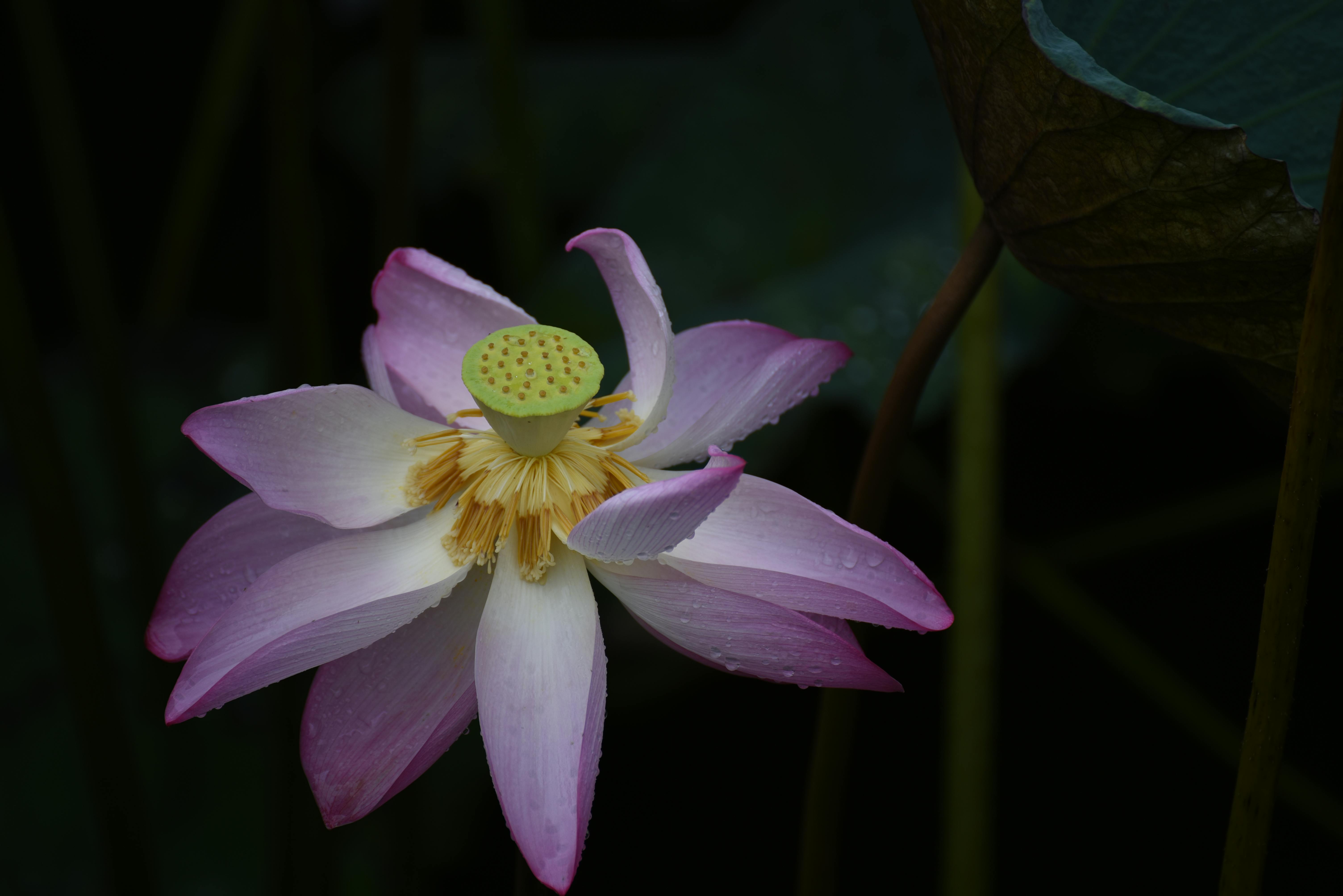 Samson Lee - Photography