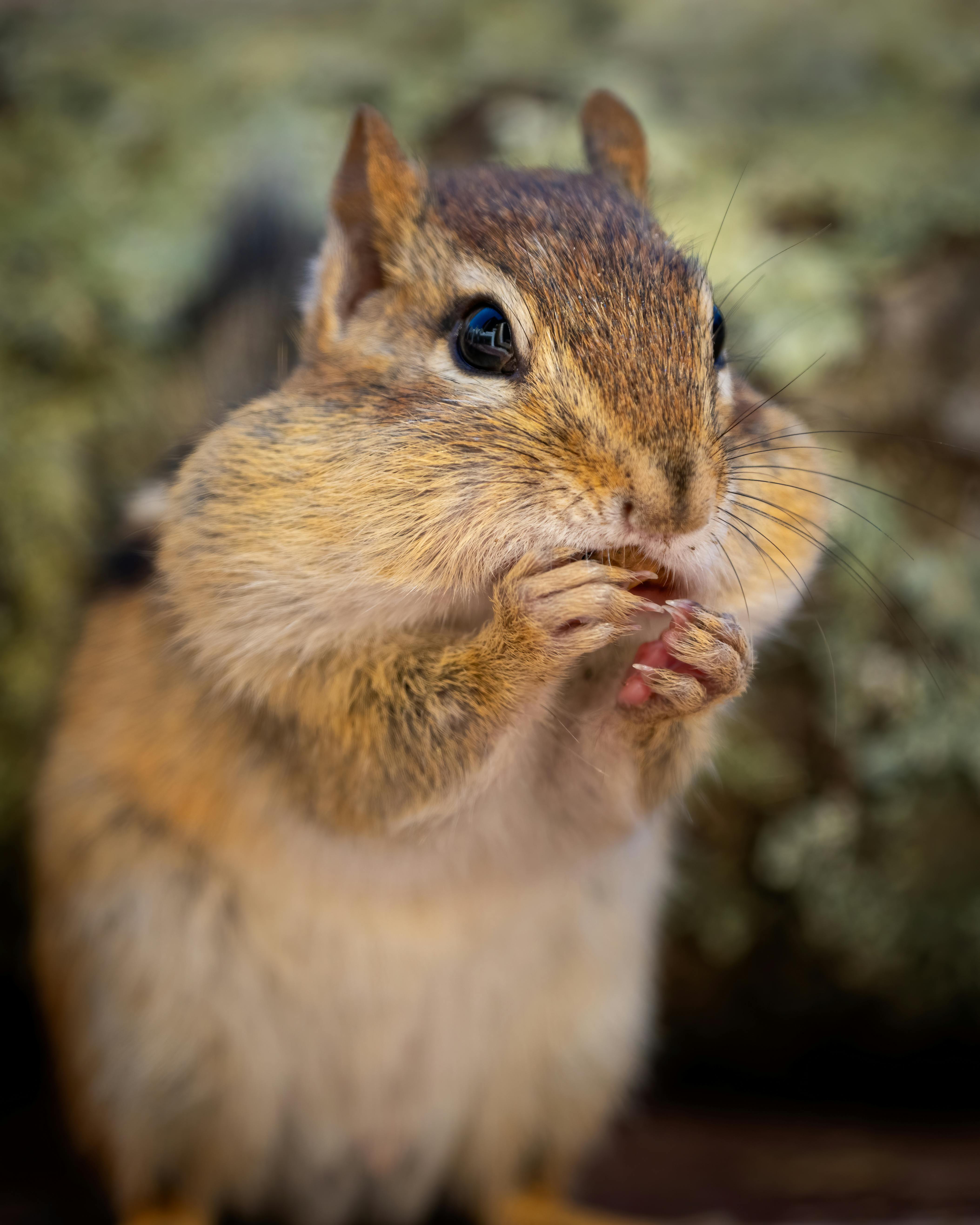 Curious chipmunk chewing nuts on grassy ground · Free Stock Photo
