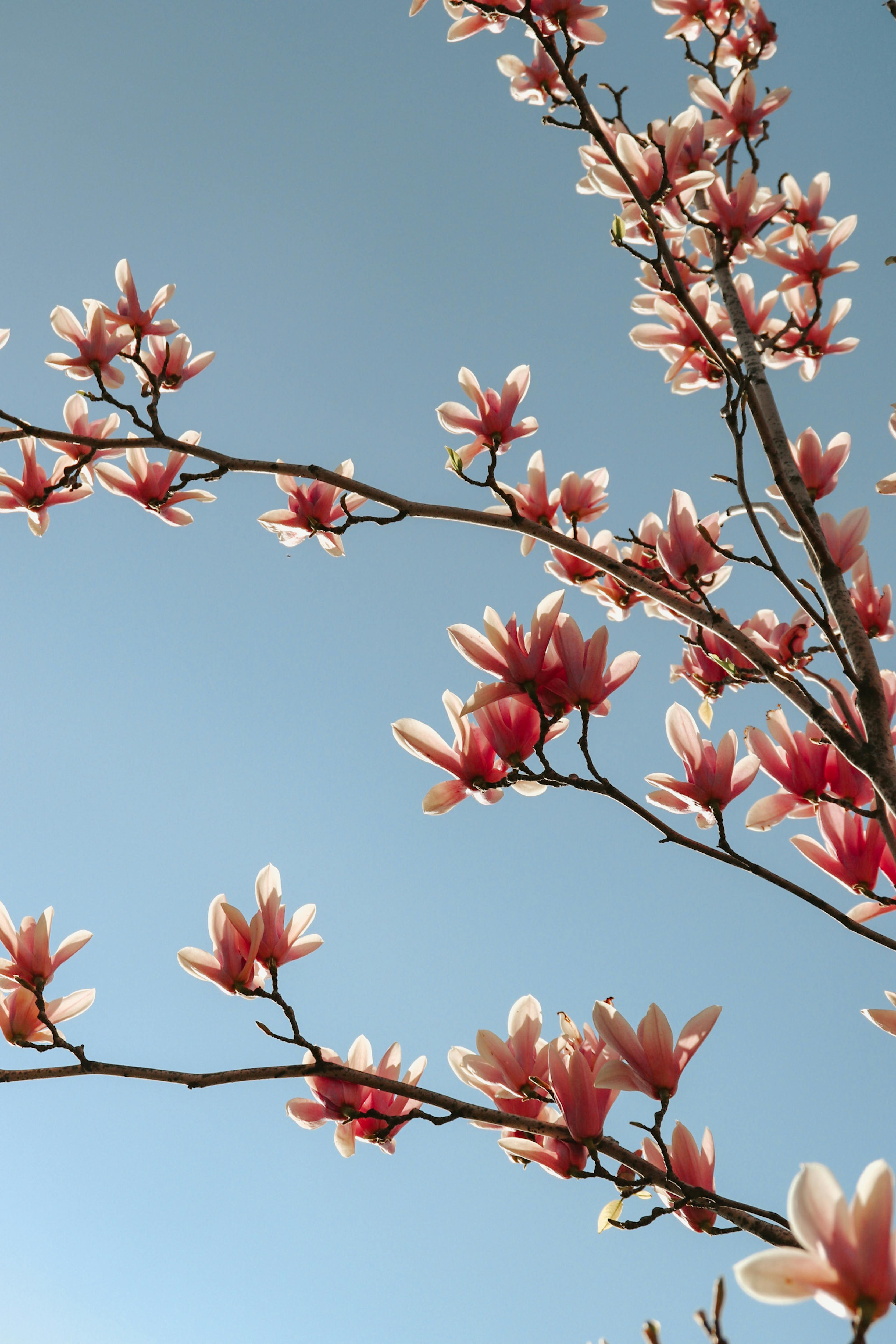 Suny Photos, Download The BEST Free Suny Stock Photos & HD Images