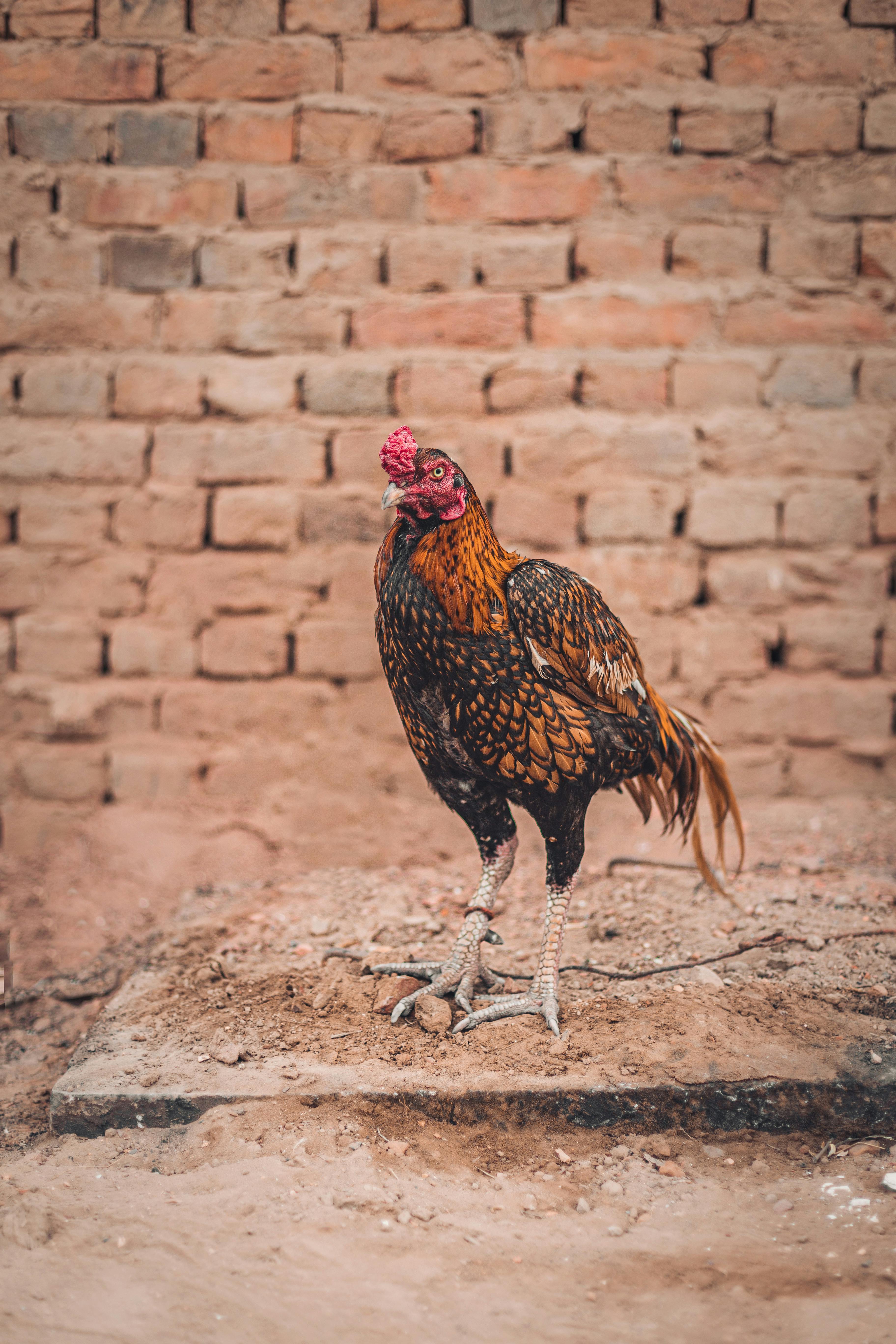 A Portrait of a Chicken · Free Stock Photo