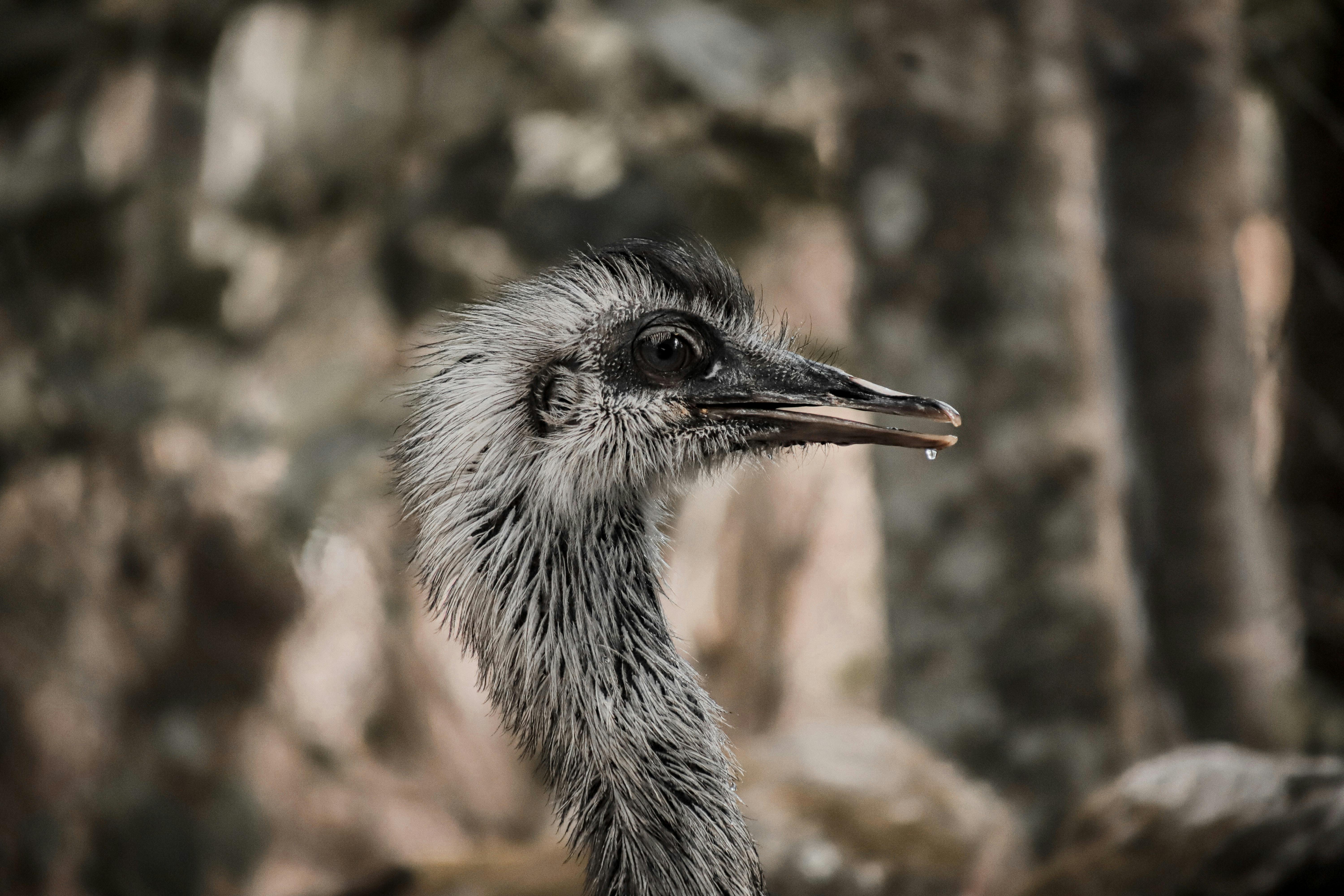 Close-up of Emu Head · Free Stock Photo