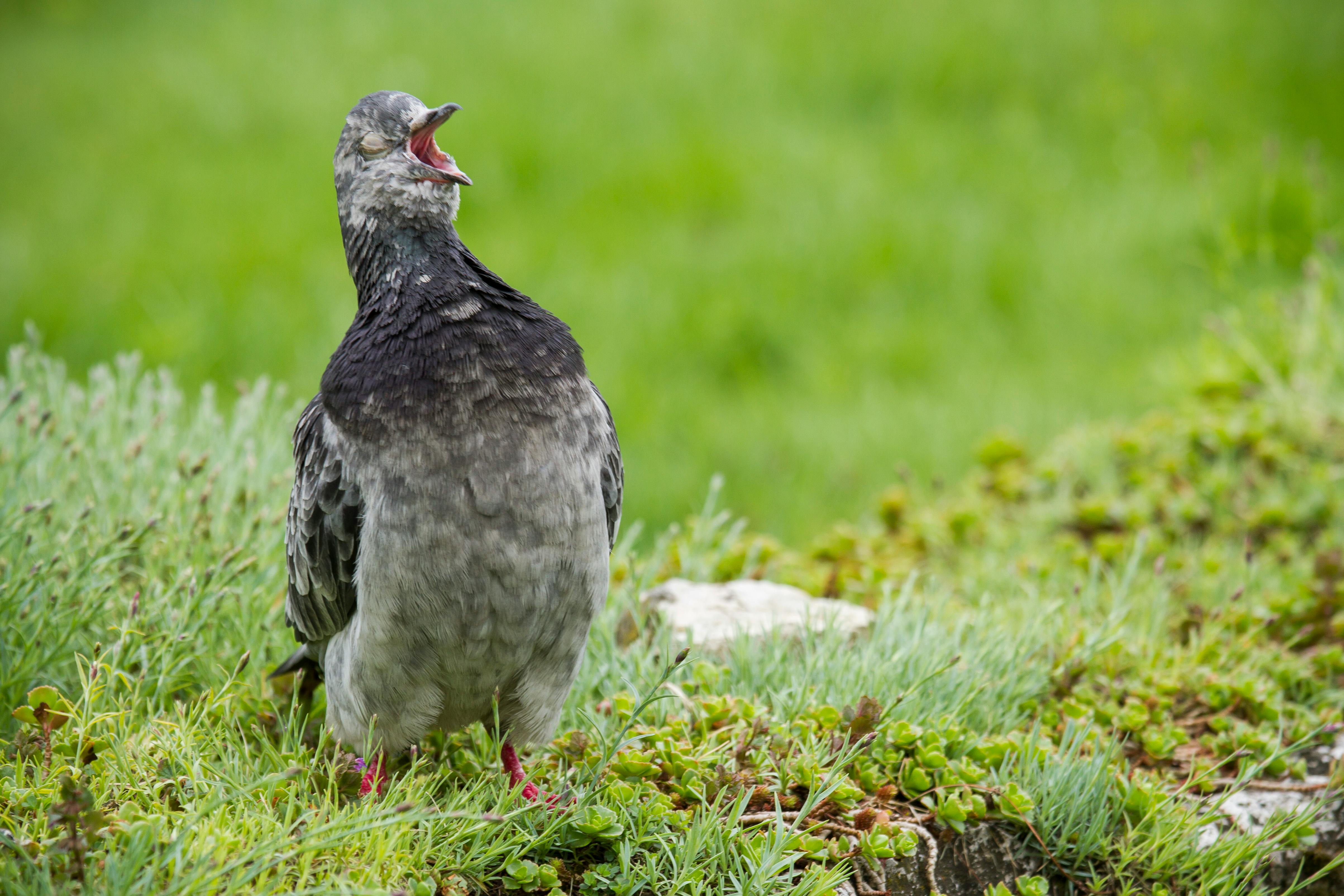 A Yawning Pigeon · Free Stock Photo