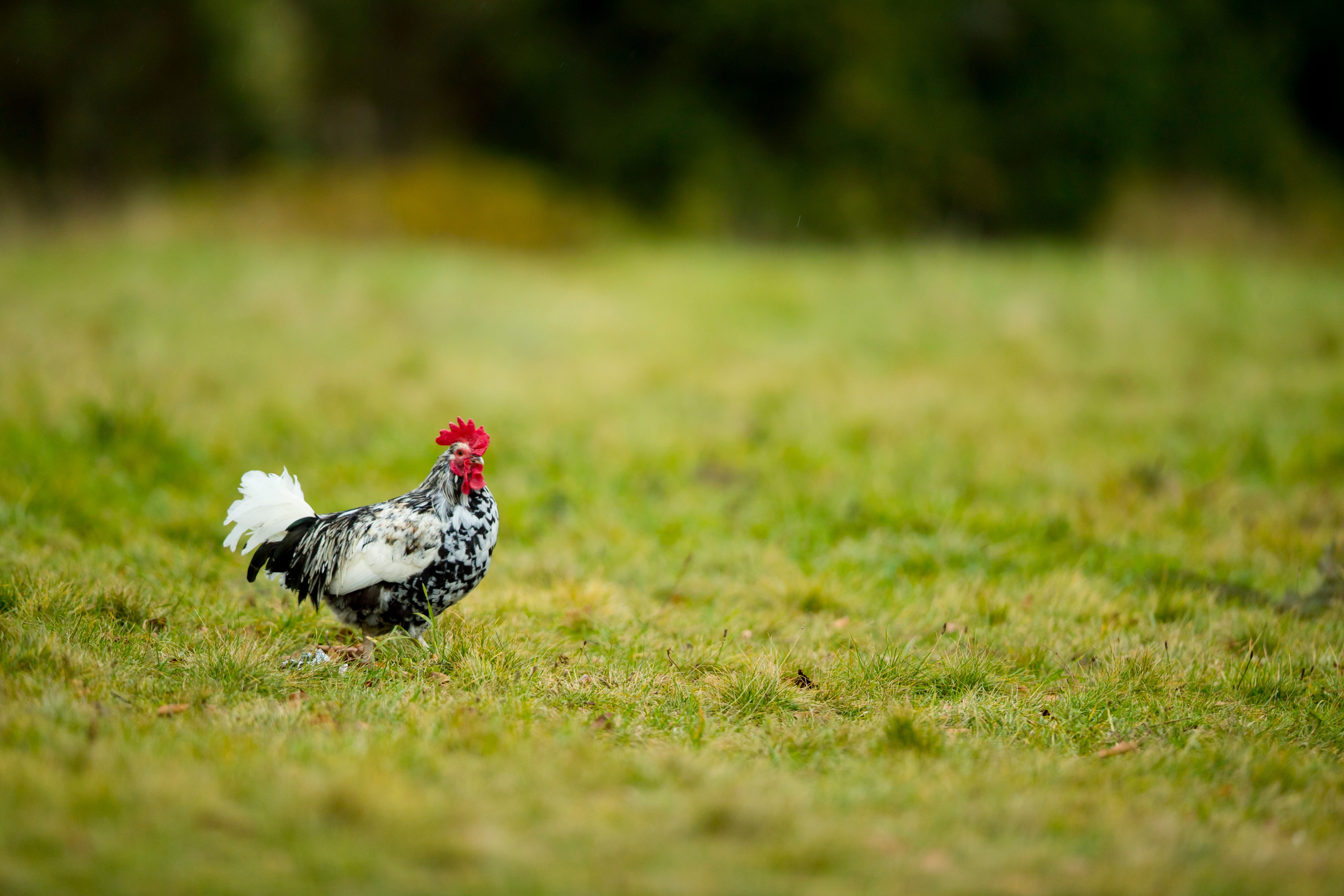 Close Up Photo of a Chicken · Free Stock Photo