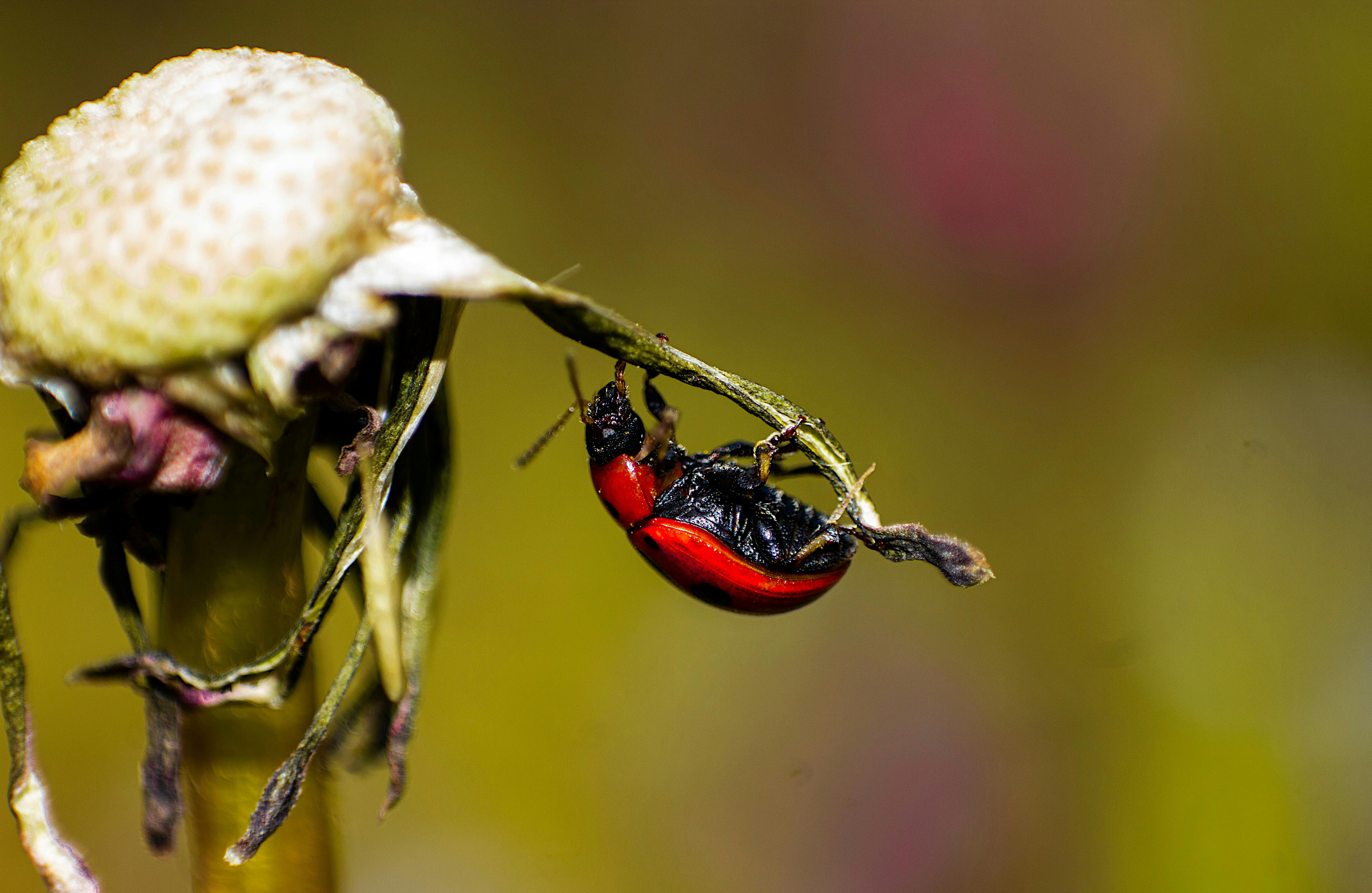 Close Up Photo of Ladybug · Free Stock Photo
