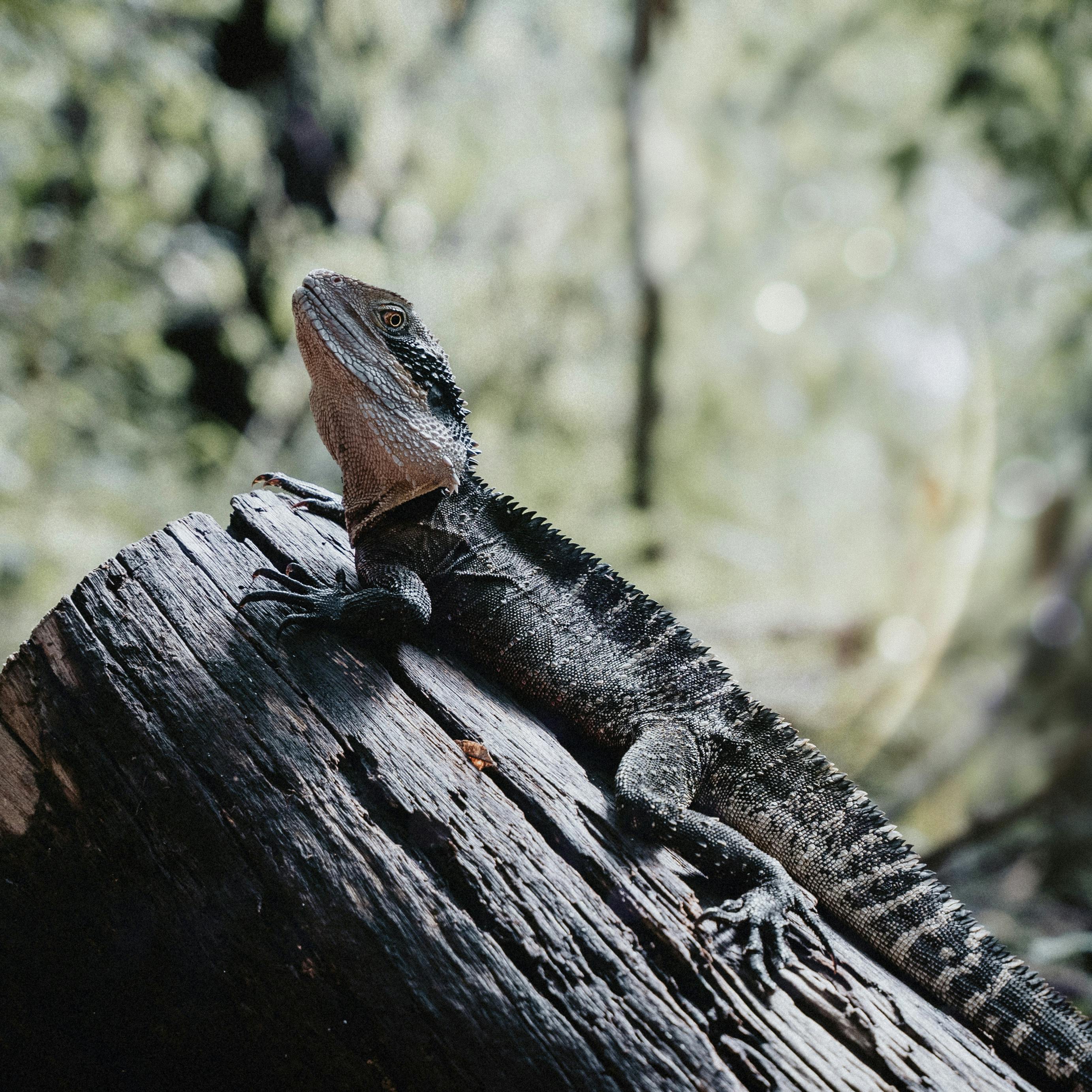 Australian Wildlife Photos, Download The BEST Free Australian Wildlife ...