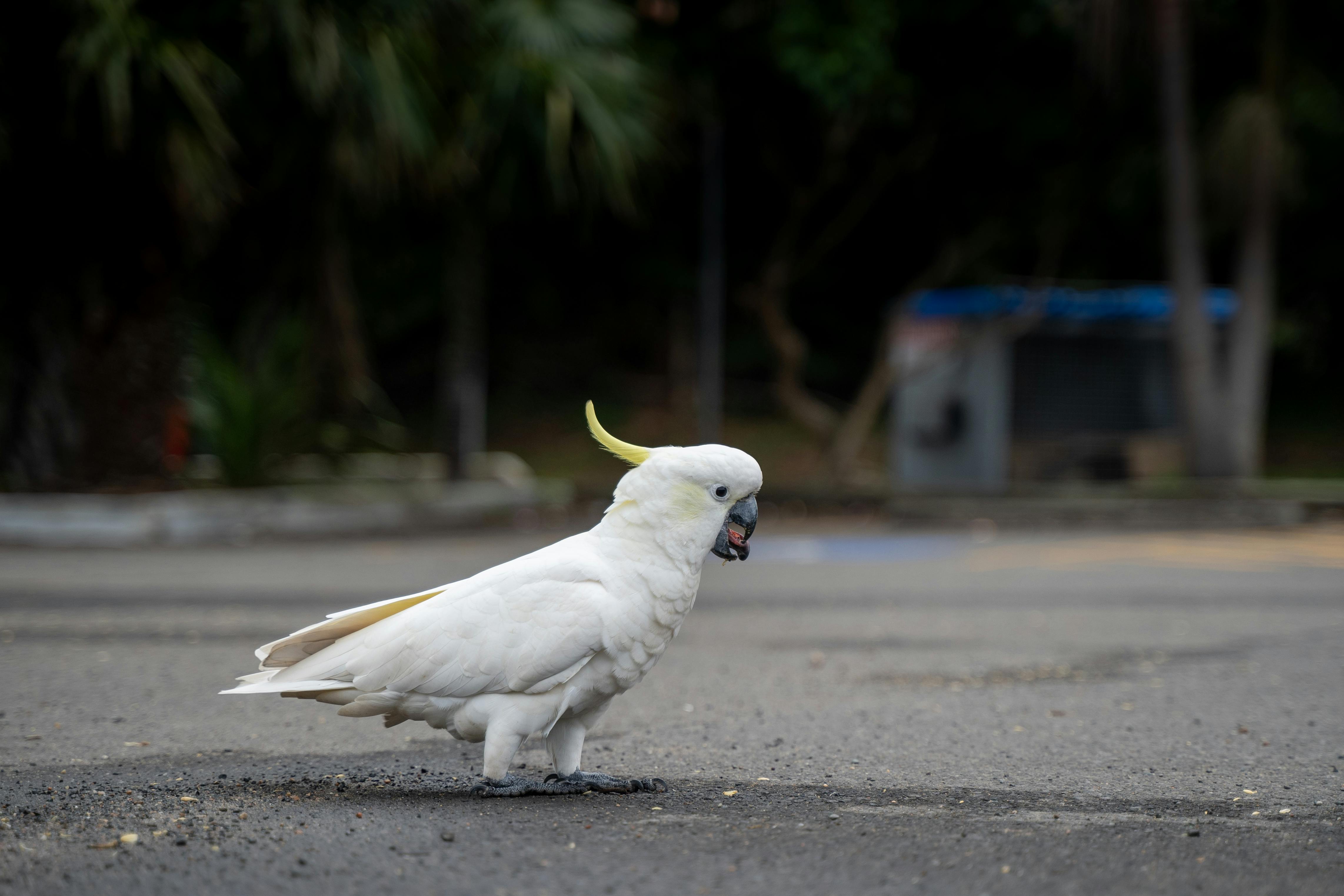 White Cockatoo Photos, Download The BEST Free White Cockatoo Stock ...