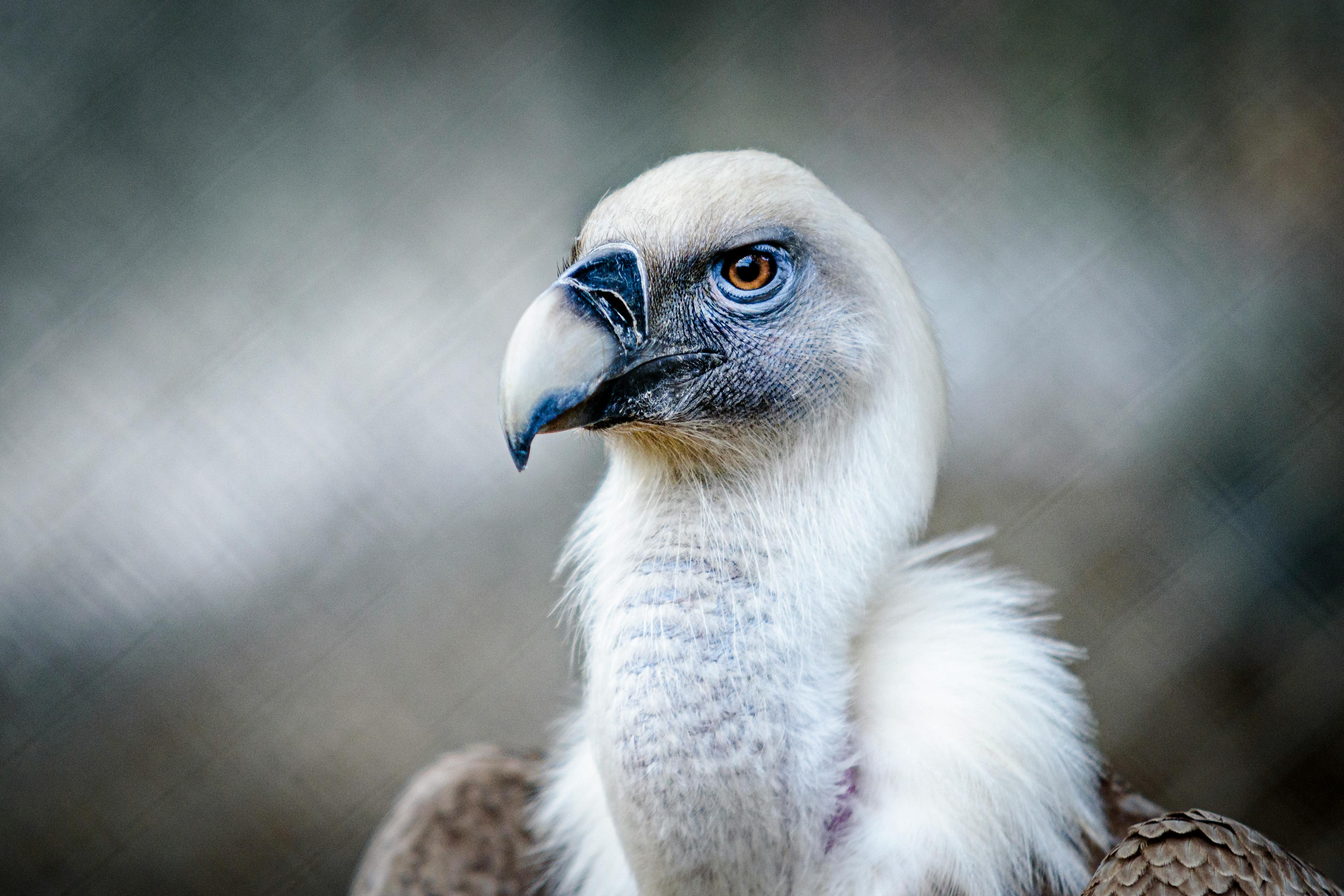 Vulture Bird in Close Up Photography · Free Stock Photo