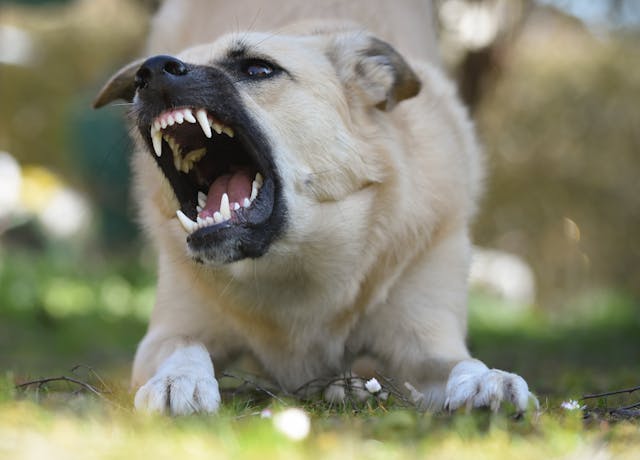 Managing Dog to Dog Aggression: Causes, Signs, and Solutions