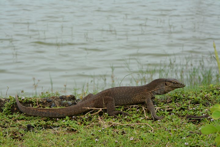 Varanus Komodoensis: Evolution, Habitat, and Conservation