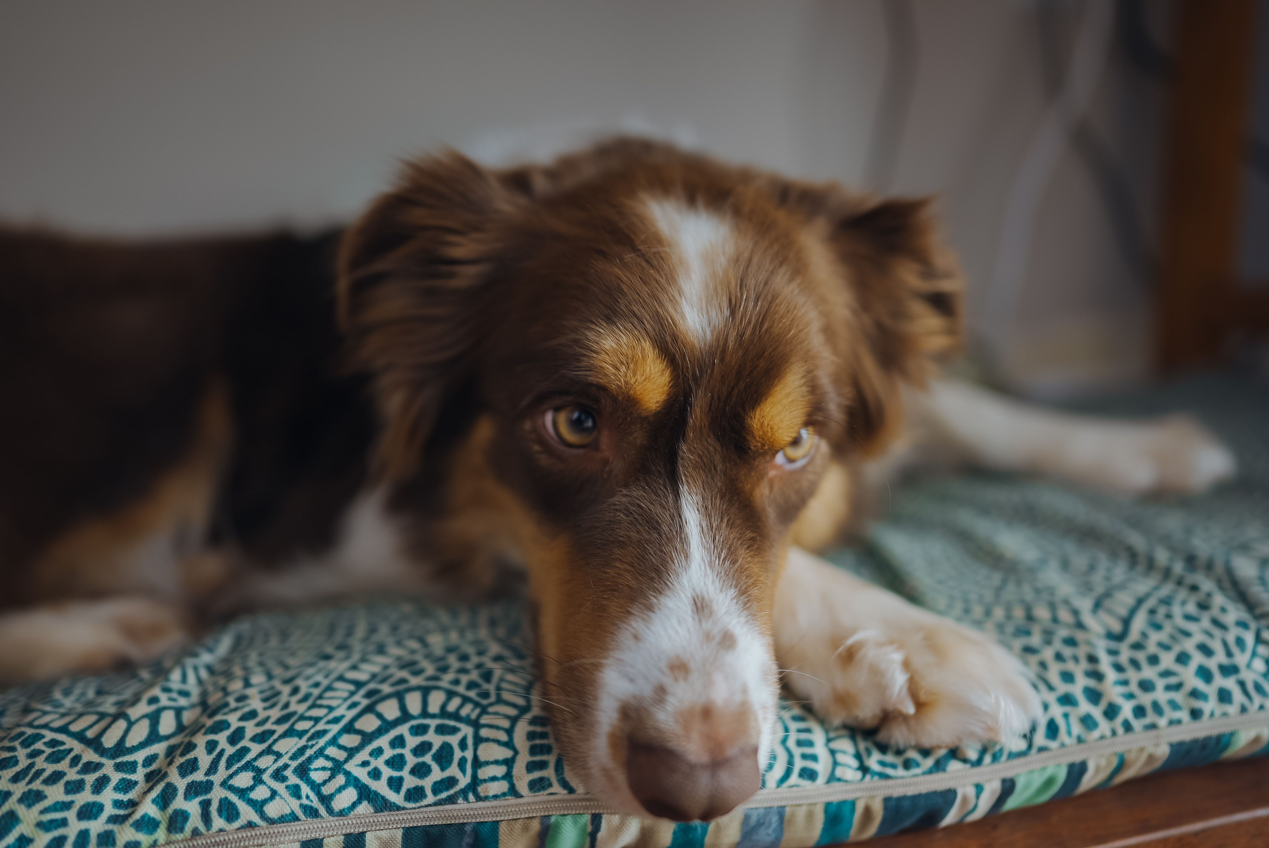 Close-Up Shot of a Brown Border Collie Lying Down · Free Stock Photo