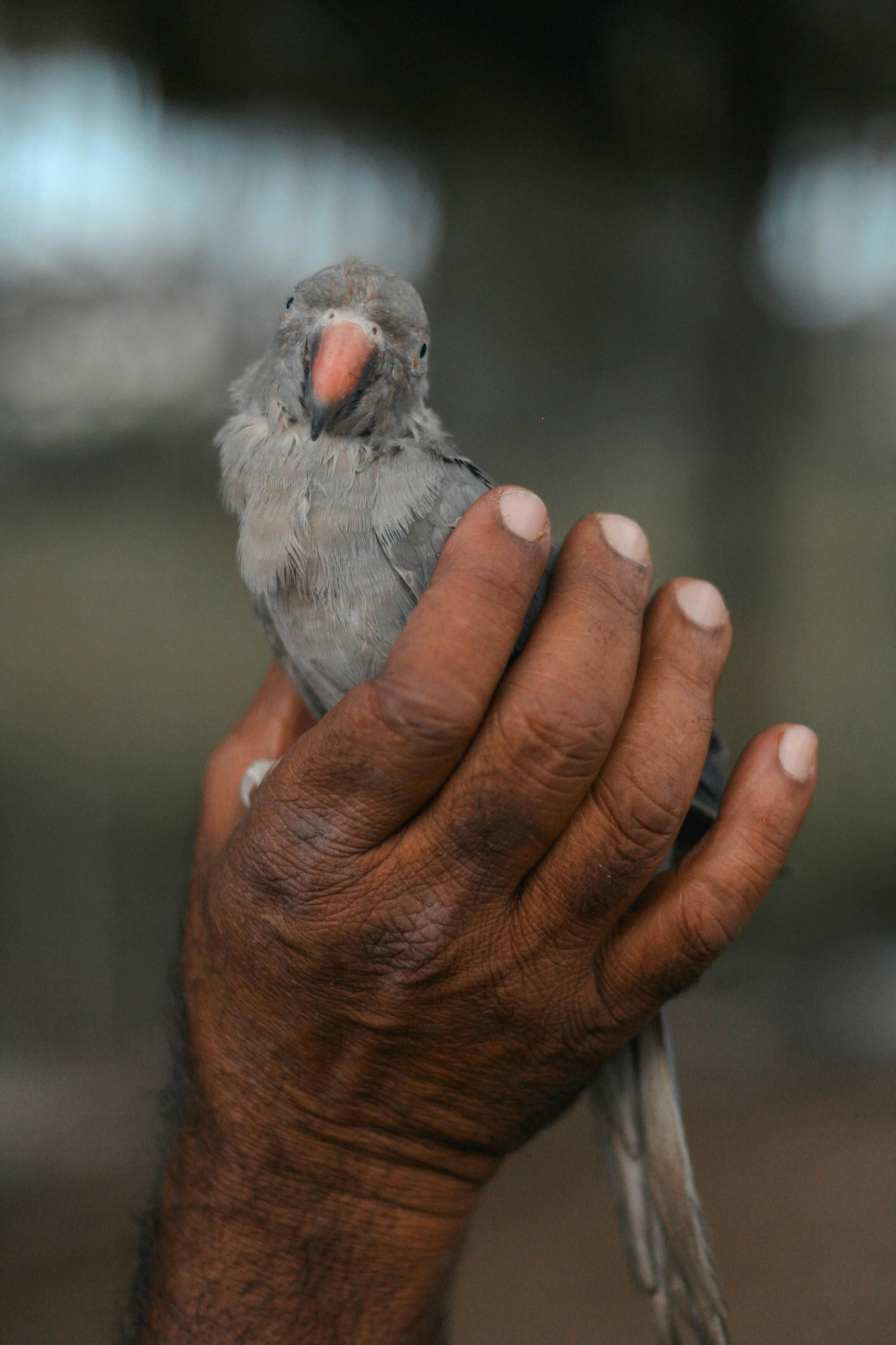 Close-Up Shot of a Green Parakeet · Free Stock Photo