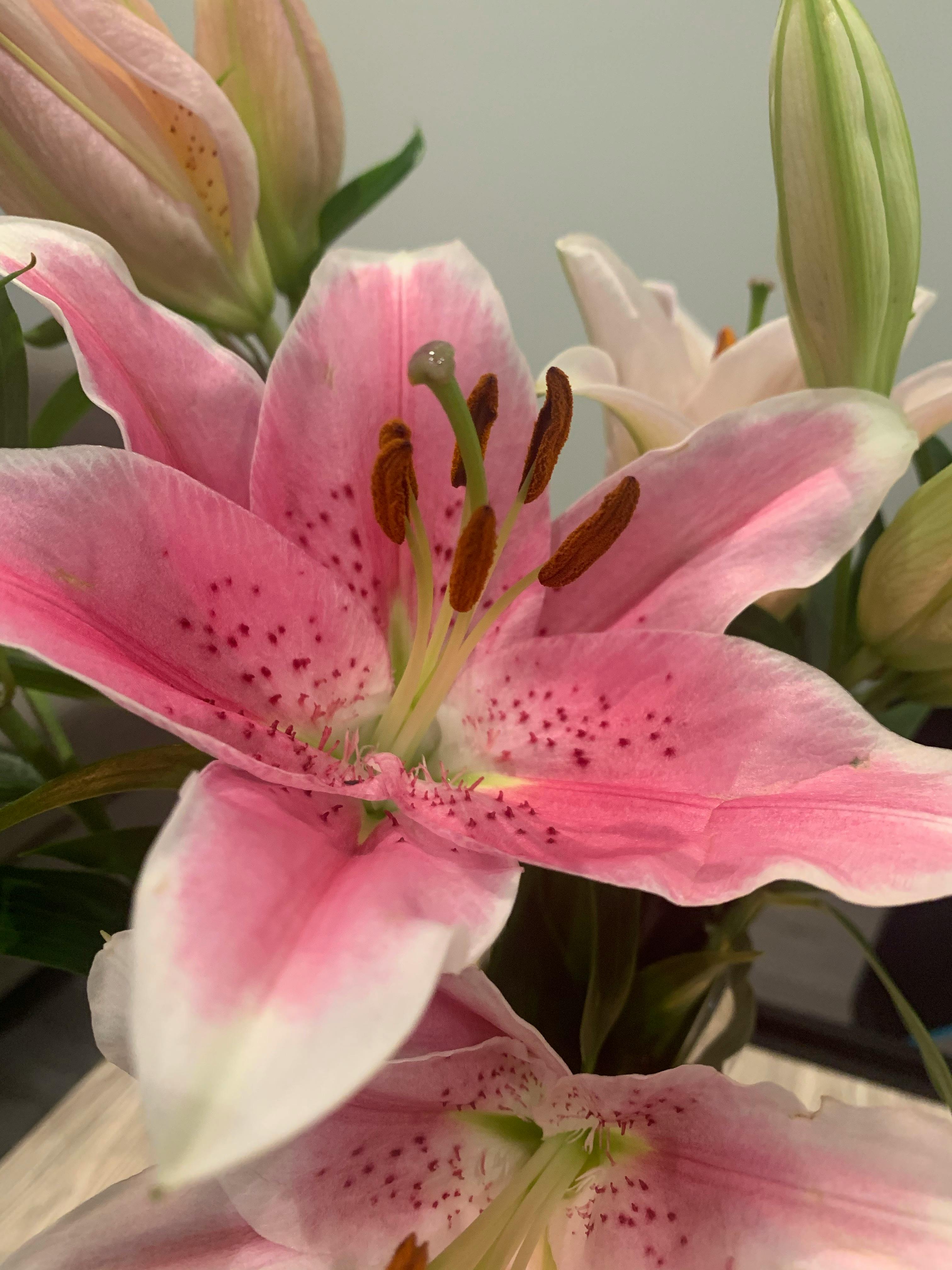 Ada Victoria - Photography