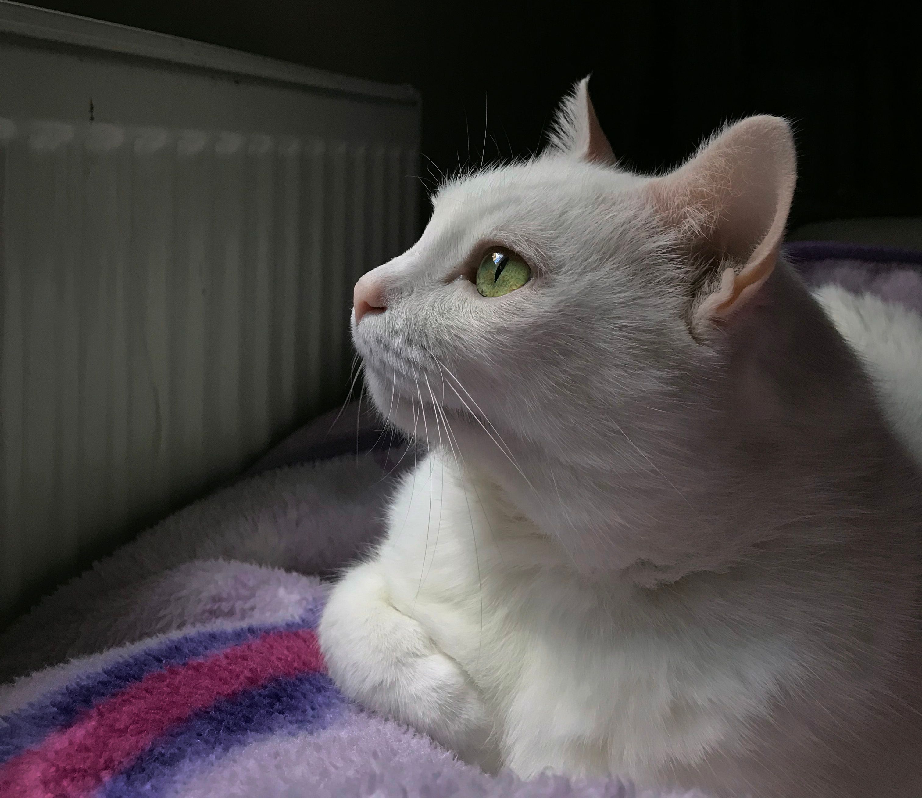 Kostenloses Foto Zum Thema Katzen