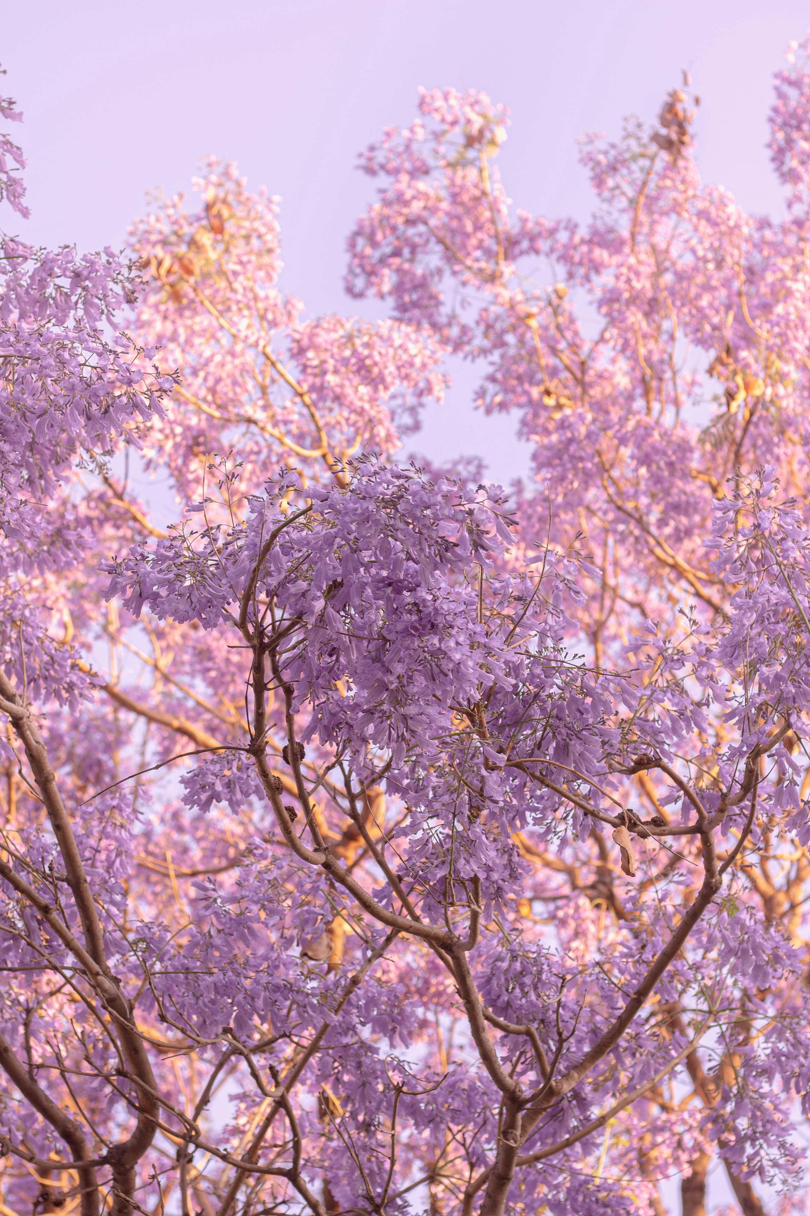 Tree in Blossom · Free Stock Photo