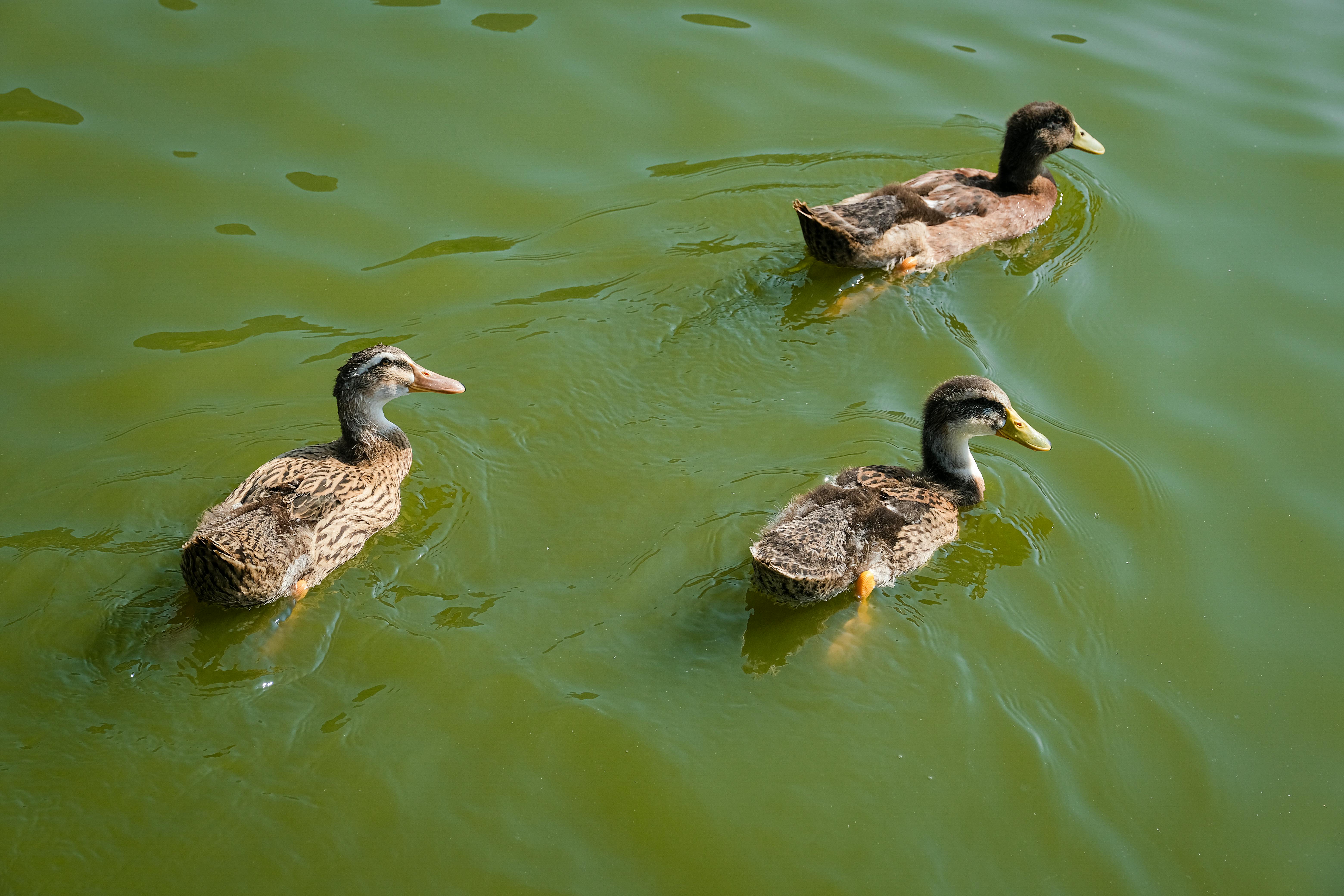 Domestic ducklings in green water · Free Stock Photo