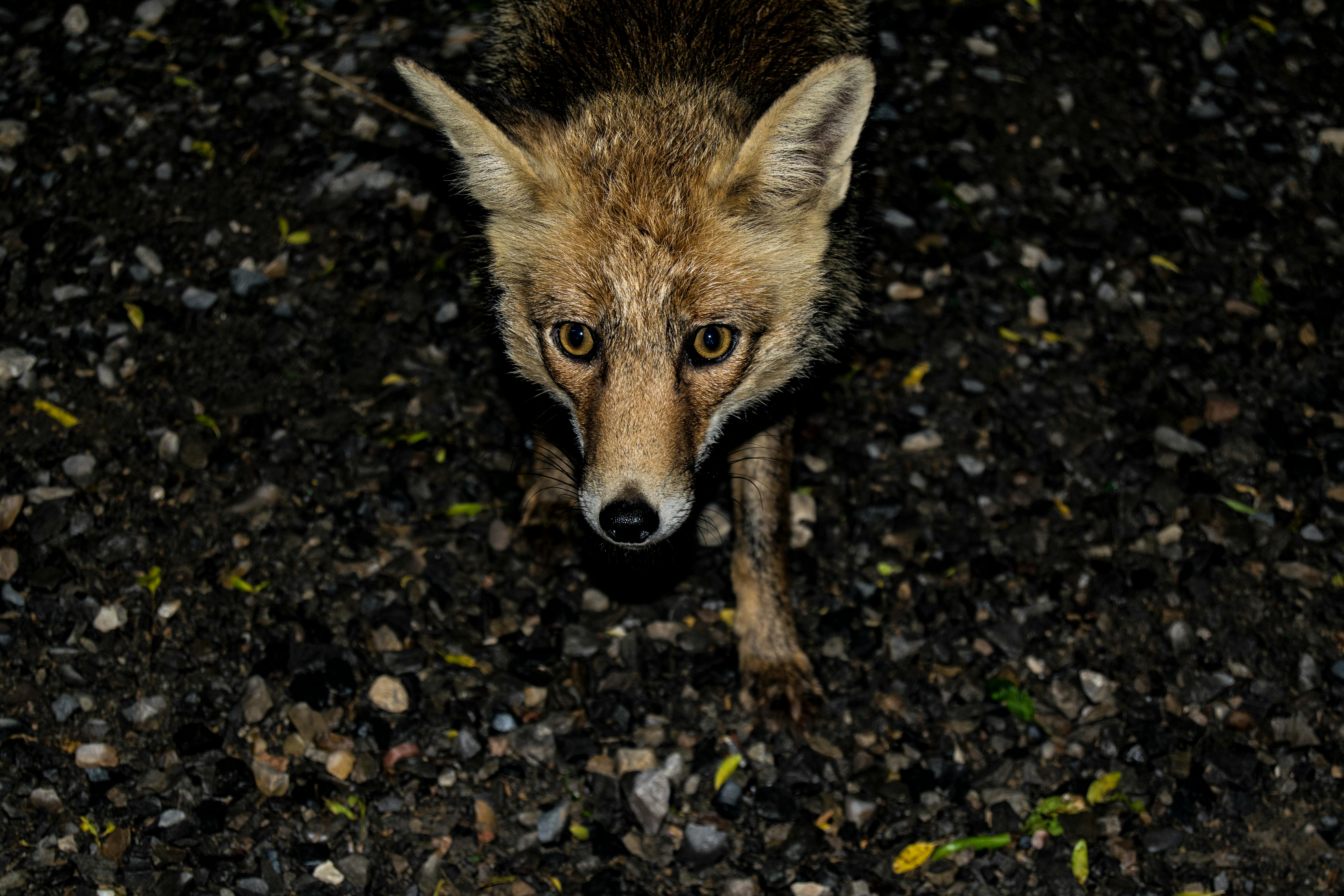 Brown 4-legged Animal · Free Stock Photo