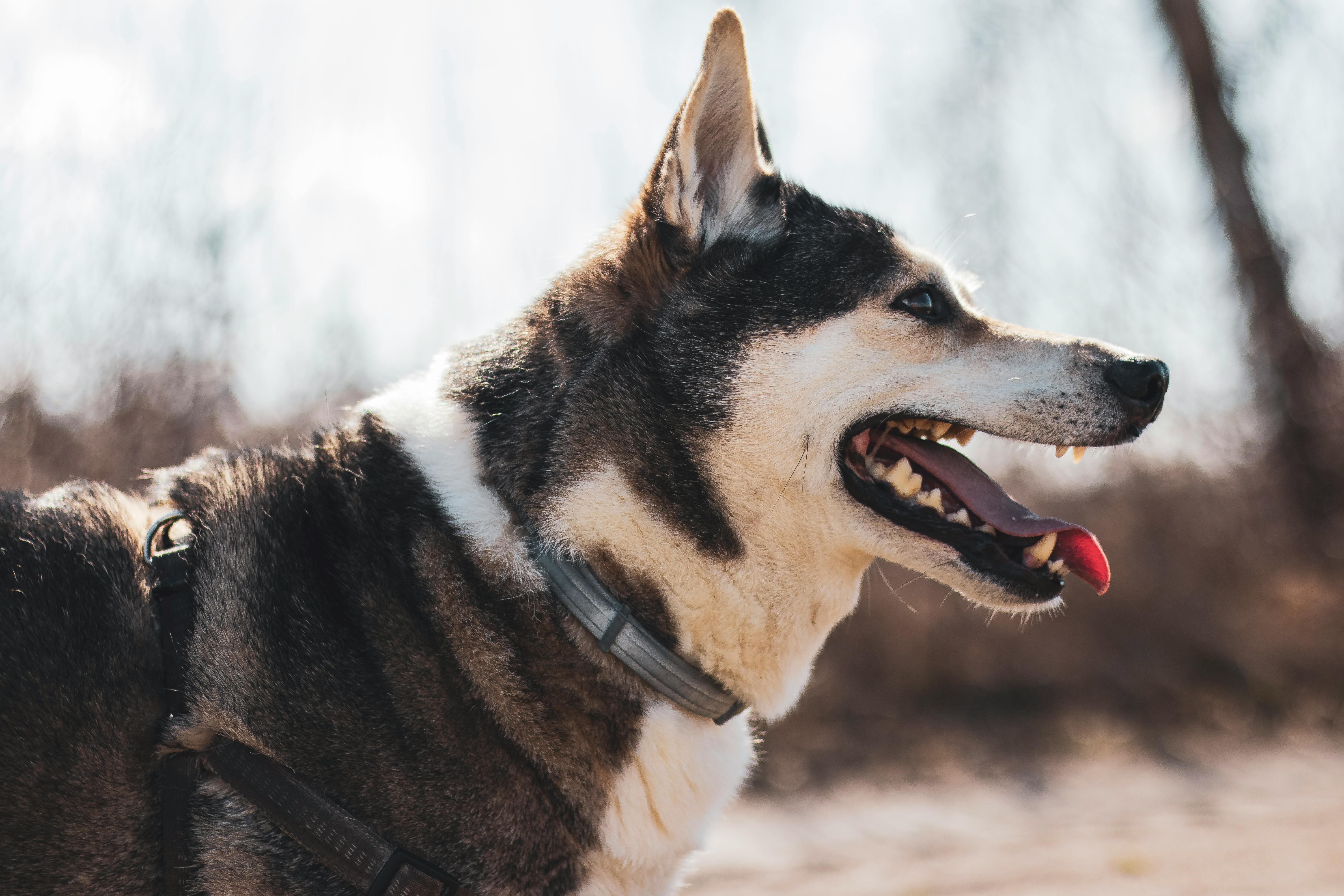 Close-up Photo of Siberian Husky · Free Stock Photo