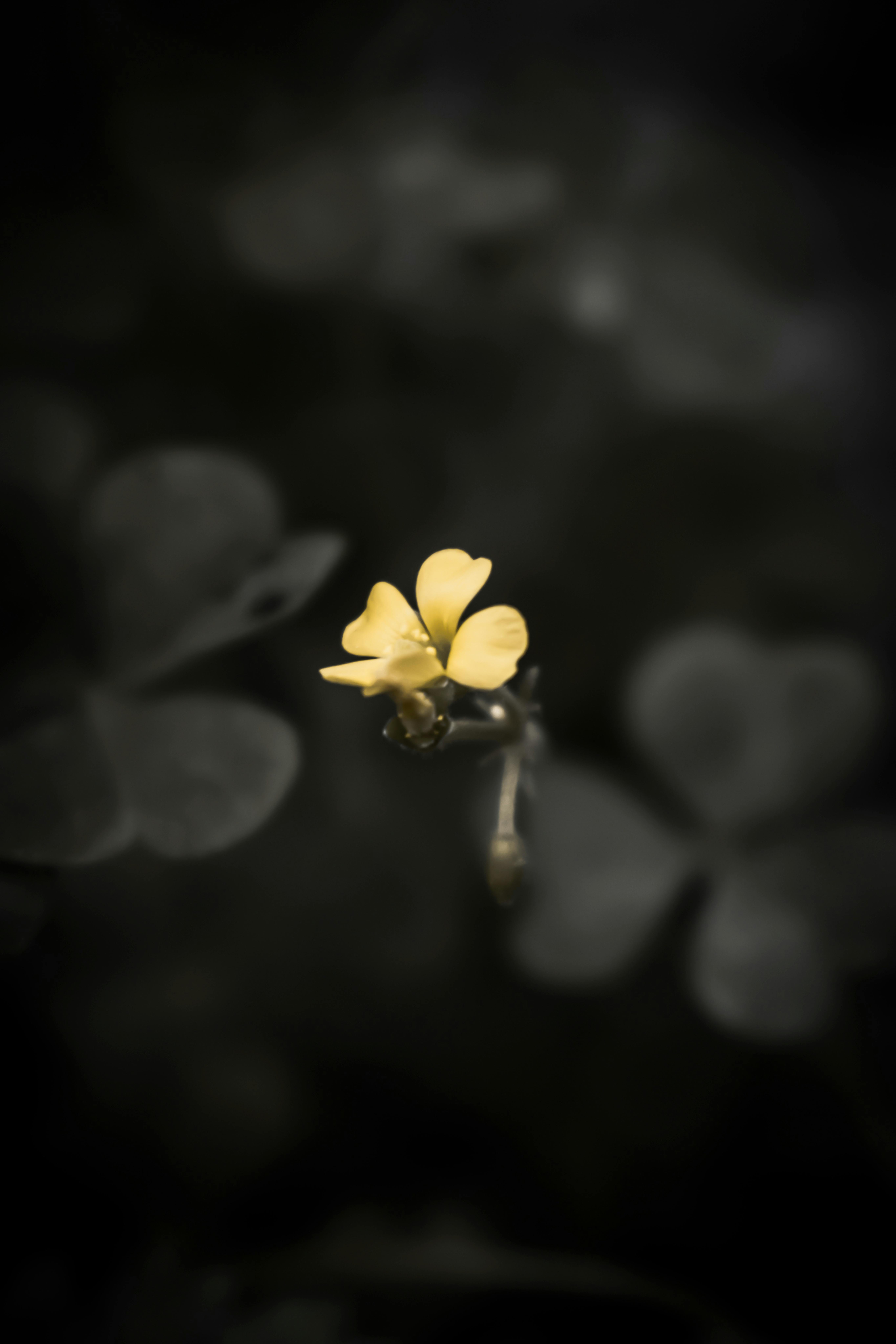 Dhiraj Singh - Fotografía