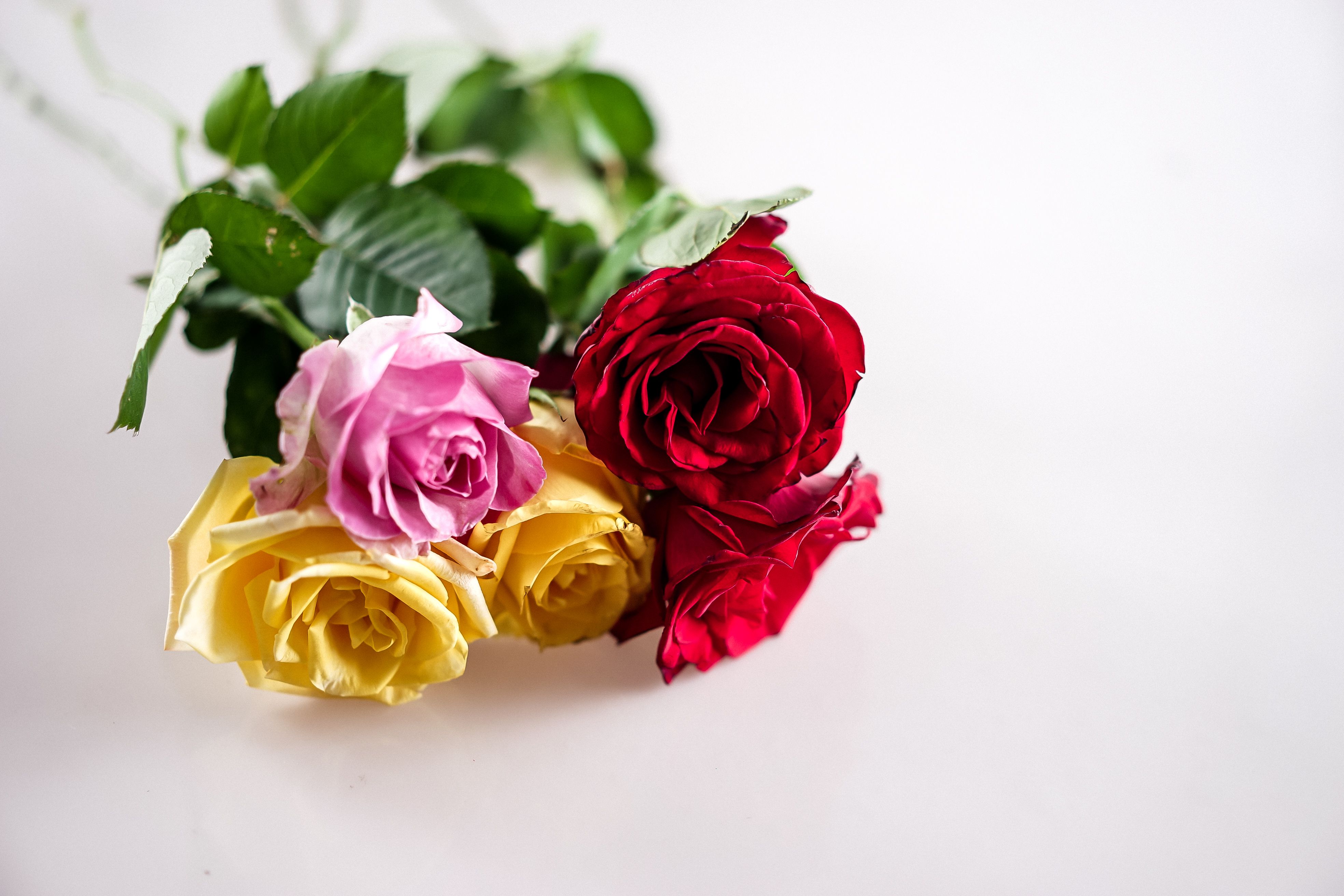 Close-up of Blooming Flowers · Free Stock Photo