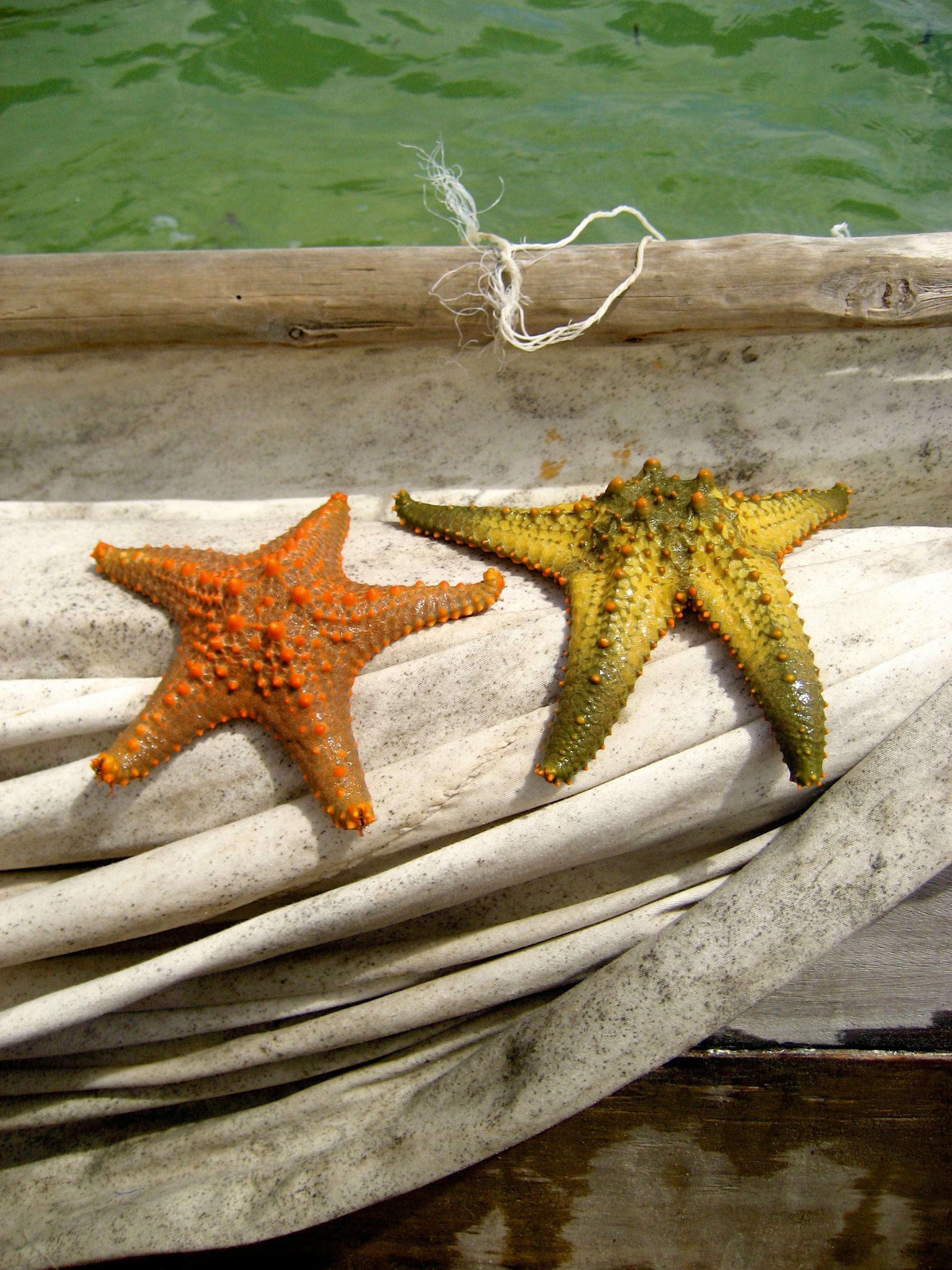 A Person Holding a Starfish · Free Stock Photo
