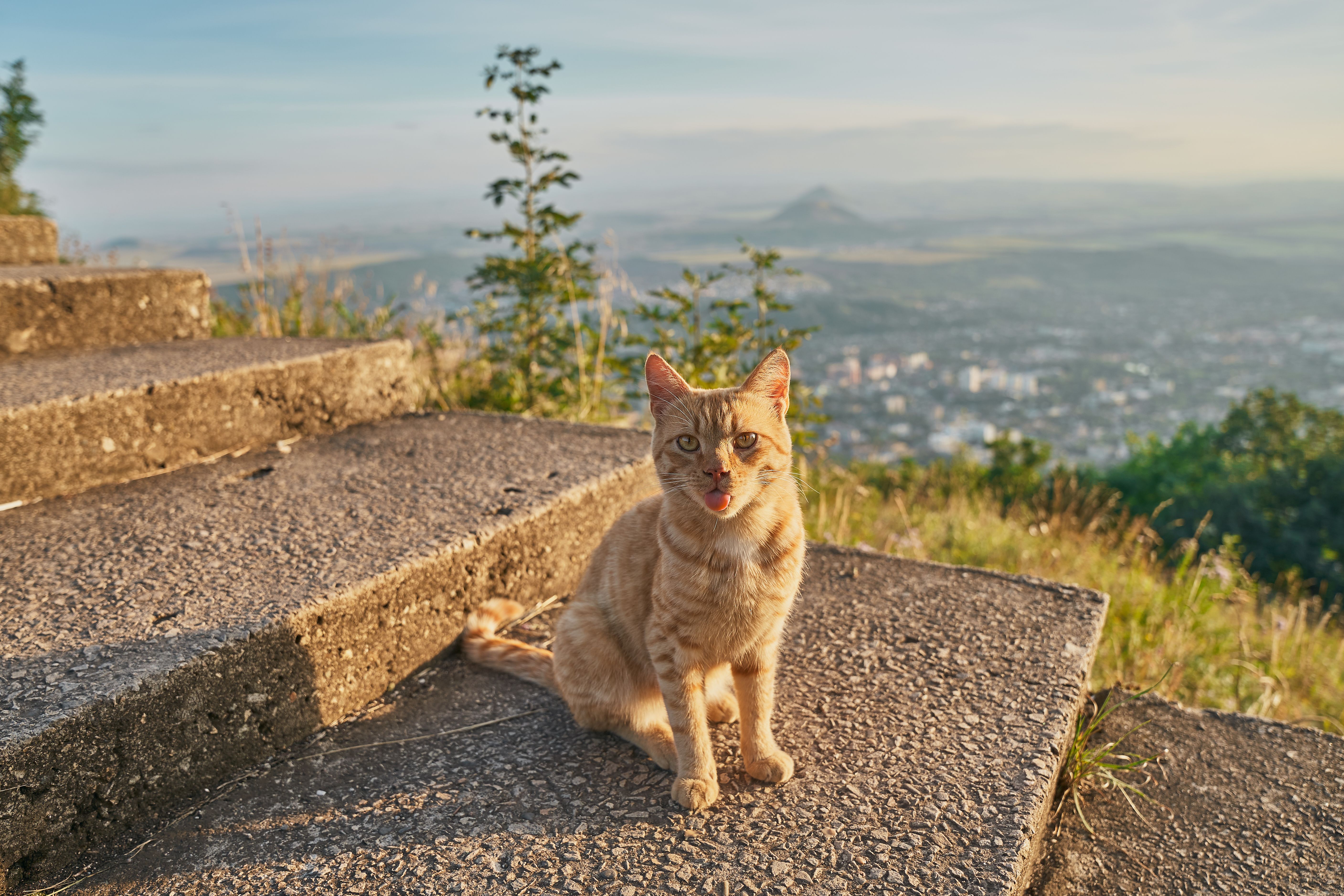 Close-up Photo of Cute Fury Kitten · Free Stock Photo